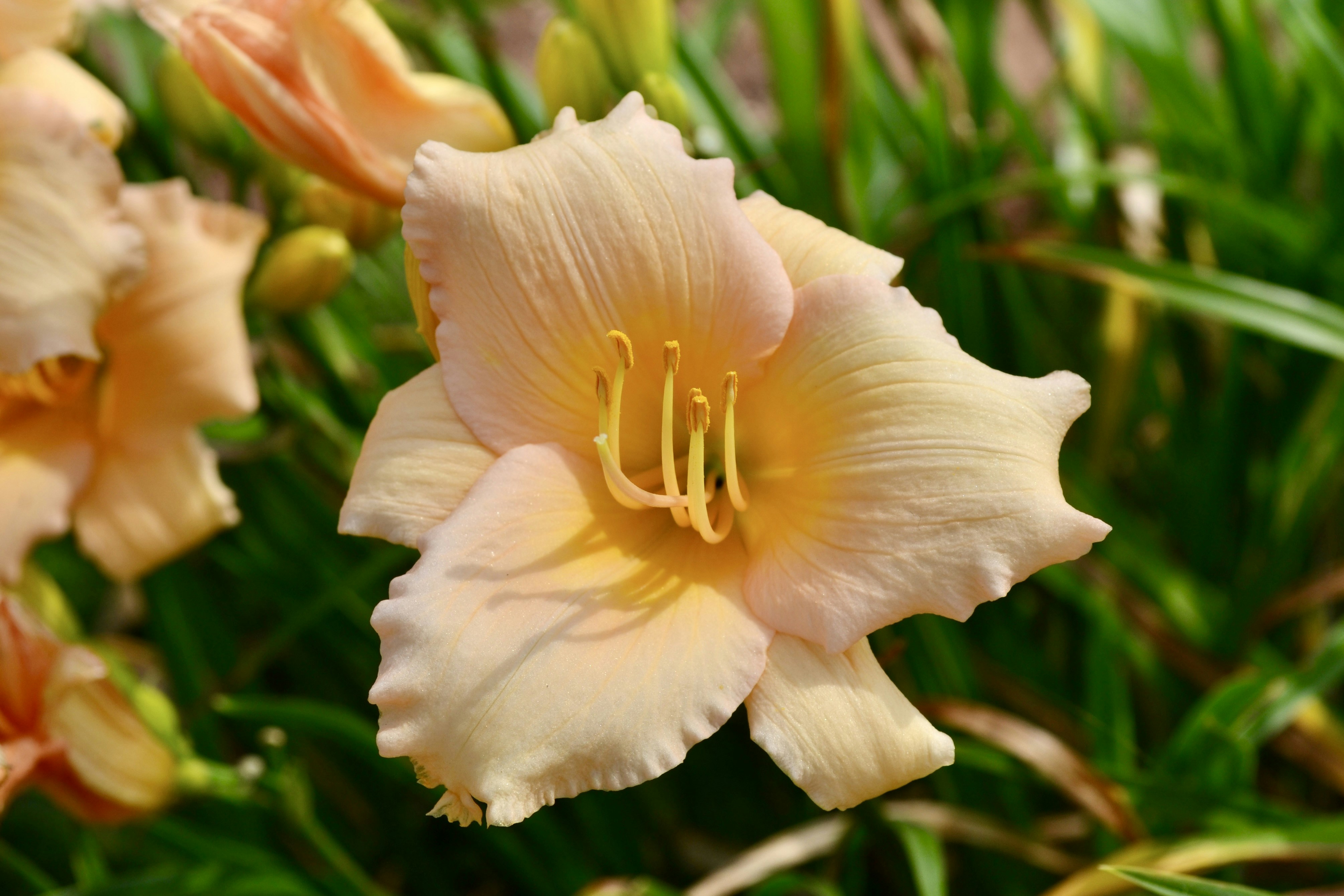 Soft Peach Daylily: A Sunlit Bloom with Creamy Edges