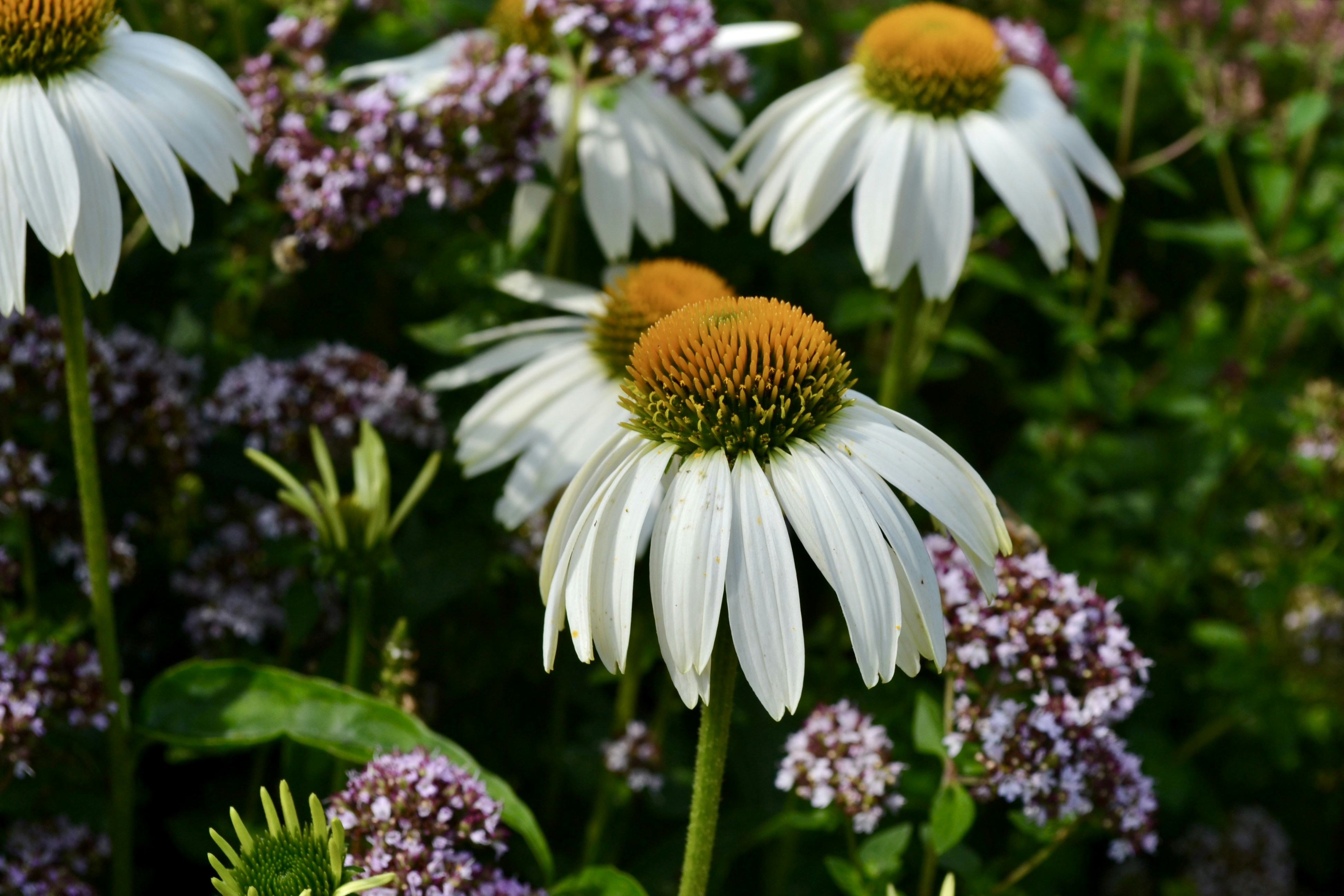 Sunlit Coneflower Crown: A Cluster of White Daisies in a Verdant Meadow