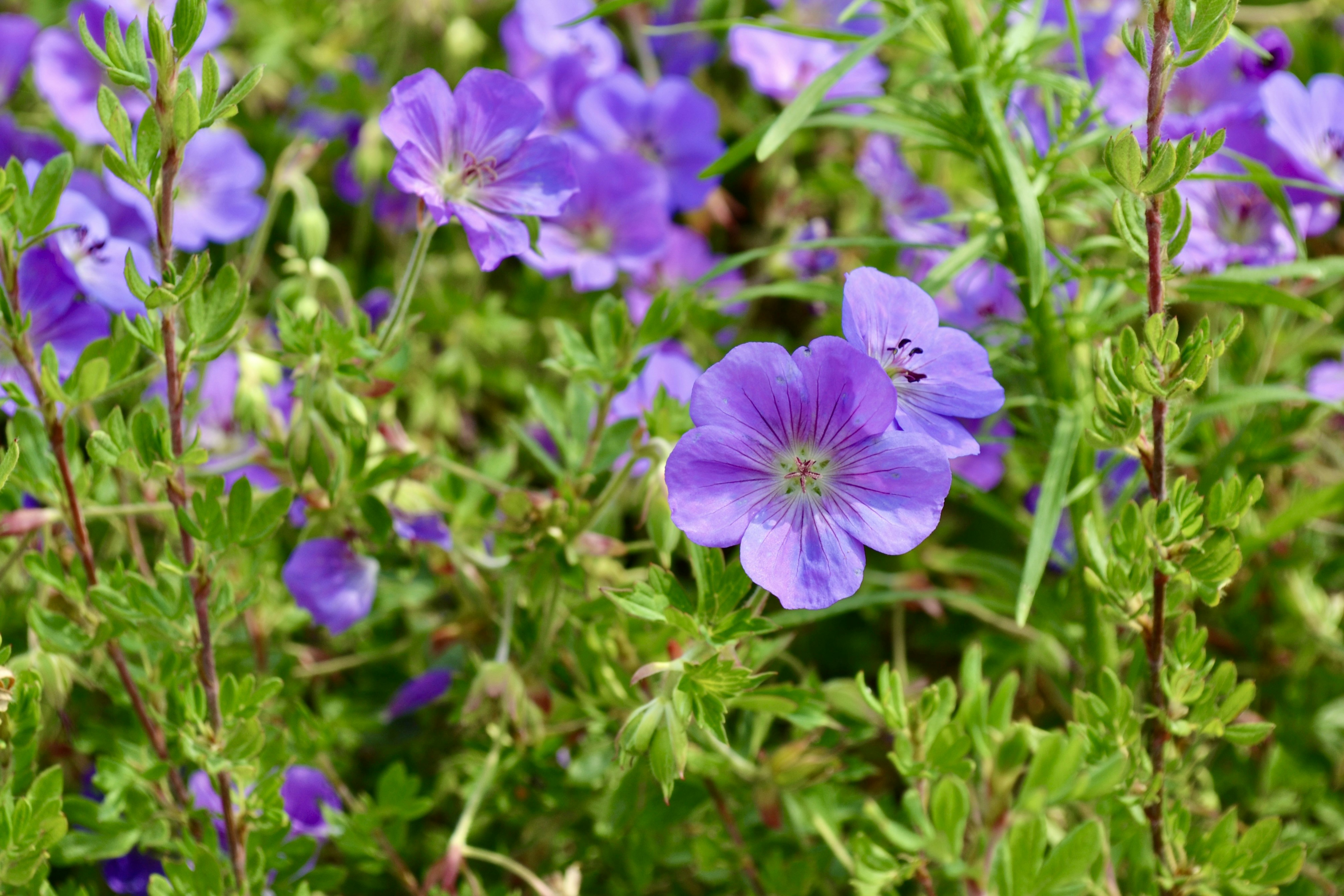 Lavender Bloom Close-Up: A Meadow of Violet Petals