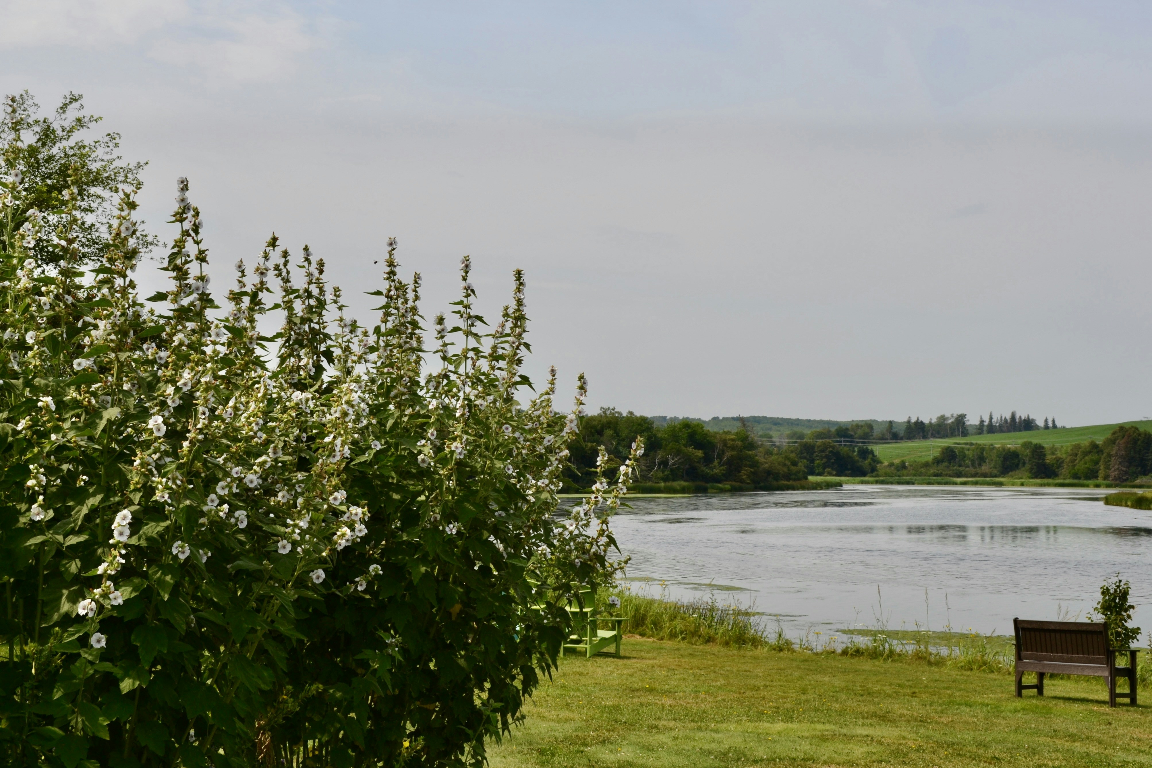 Lakeside Bloom: A Quiet Moment by the Water