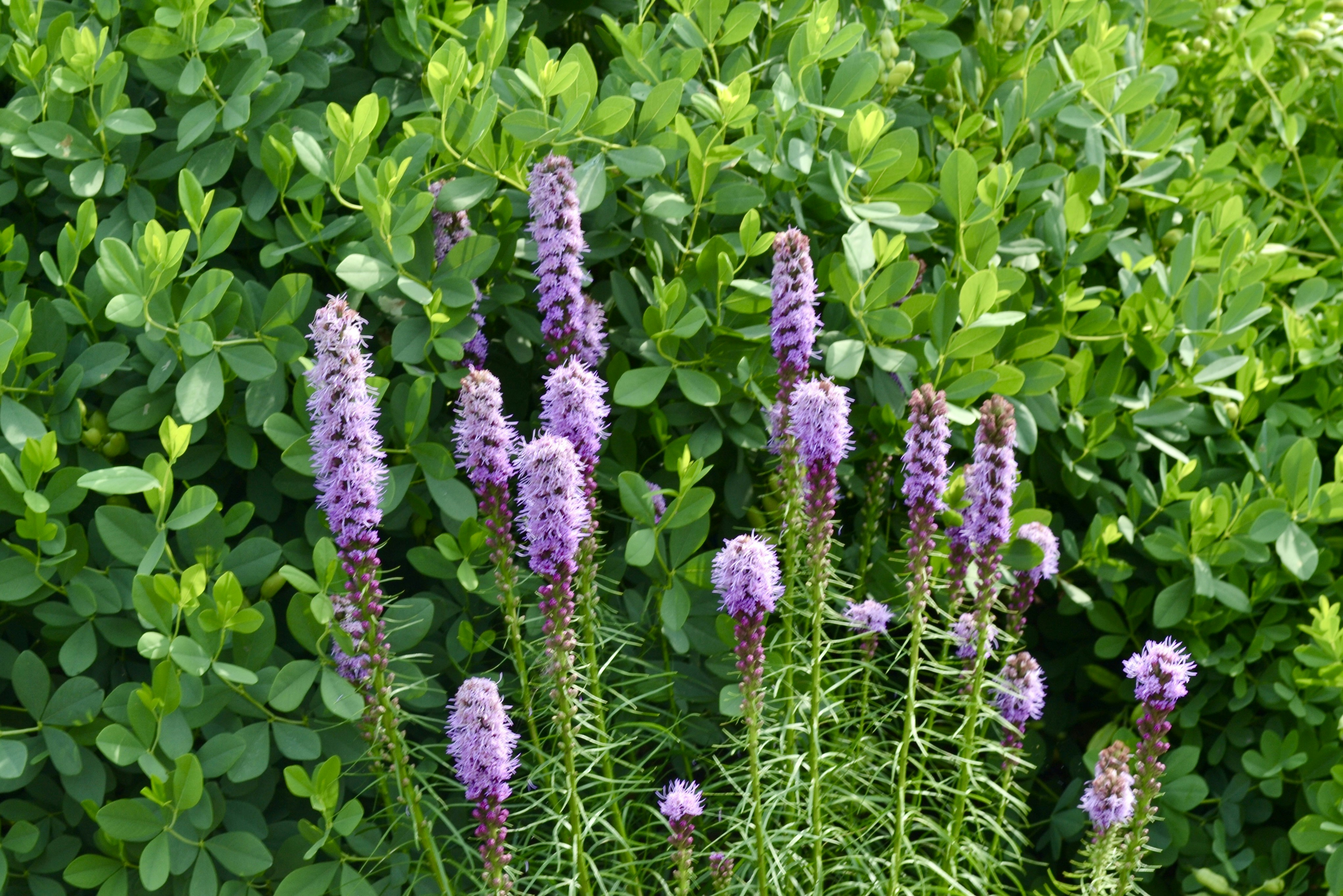 Purple spires in a green hedge garden