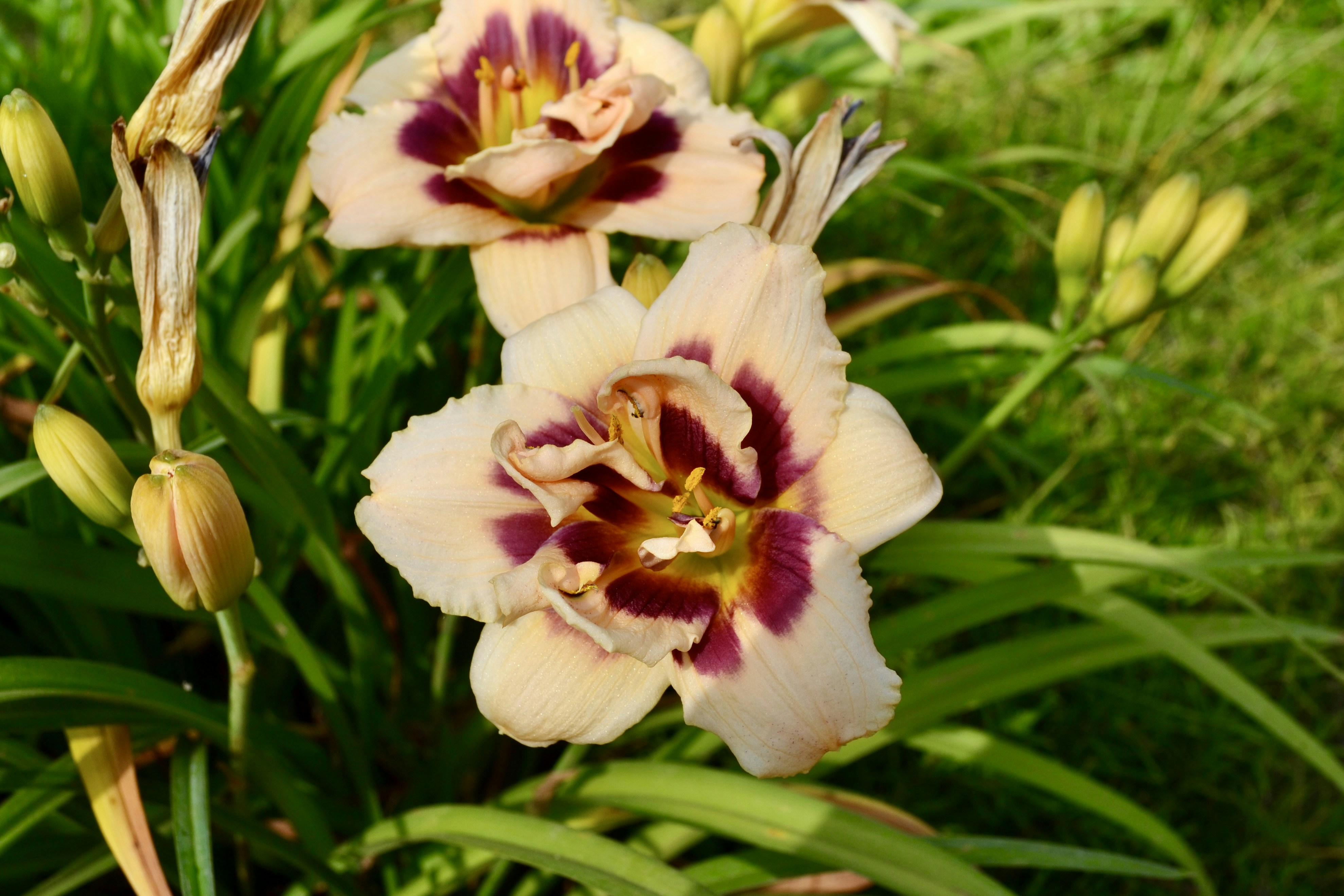 Creamy Daylilies with Deep Burgundy Centers in a Lush Garden