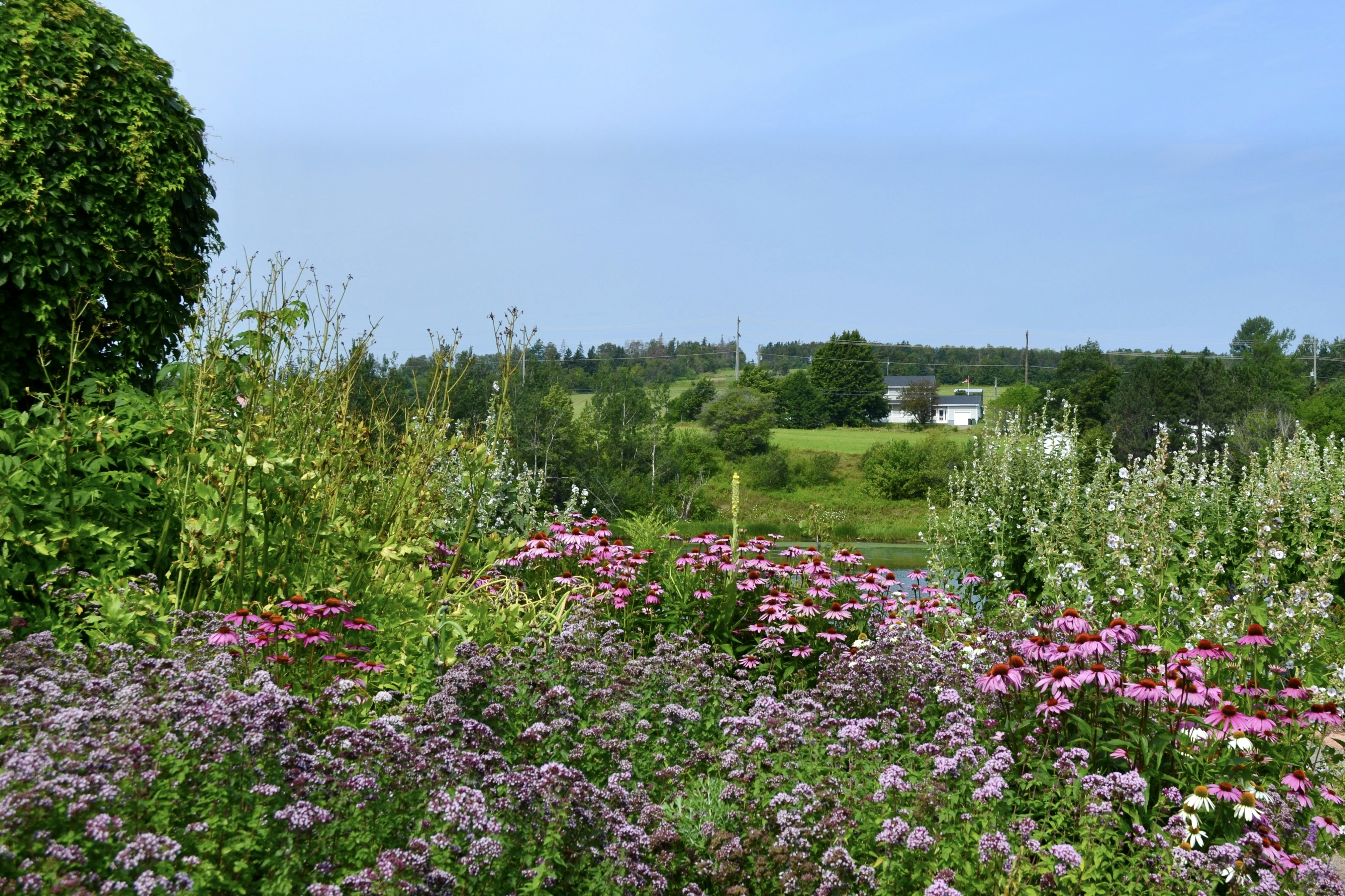 Flowered Field with Distant Orchard Under Clear Blue Sky