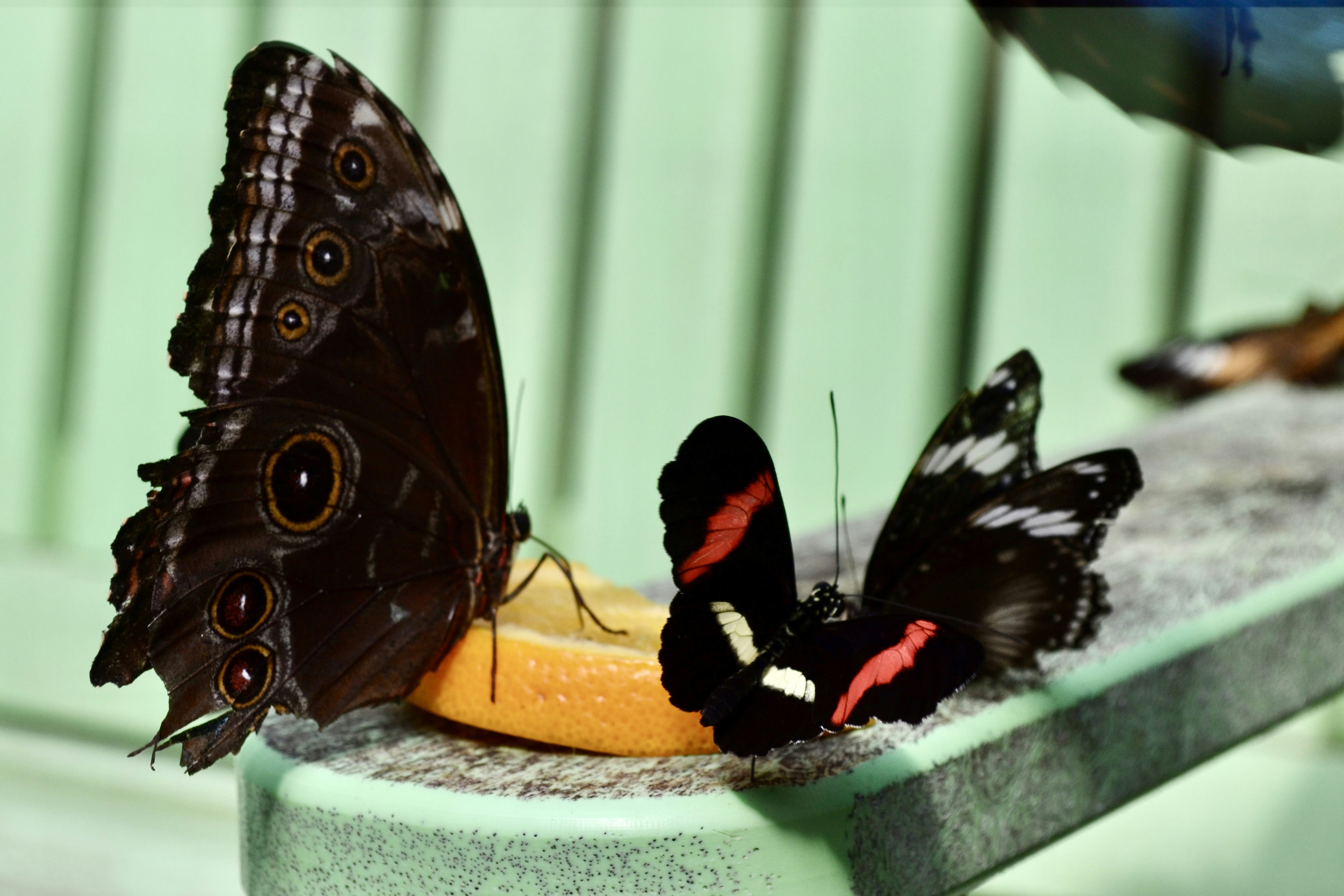 Butterfly Encounter at a Lime-Tinted Perch