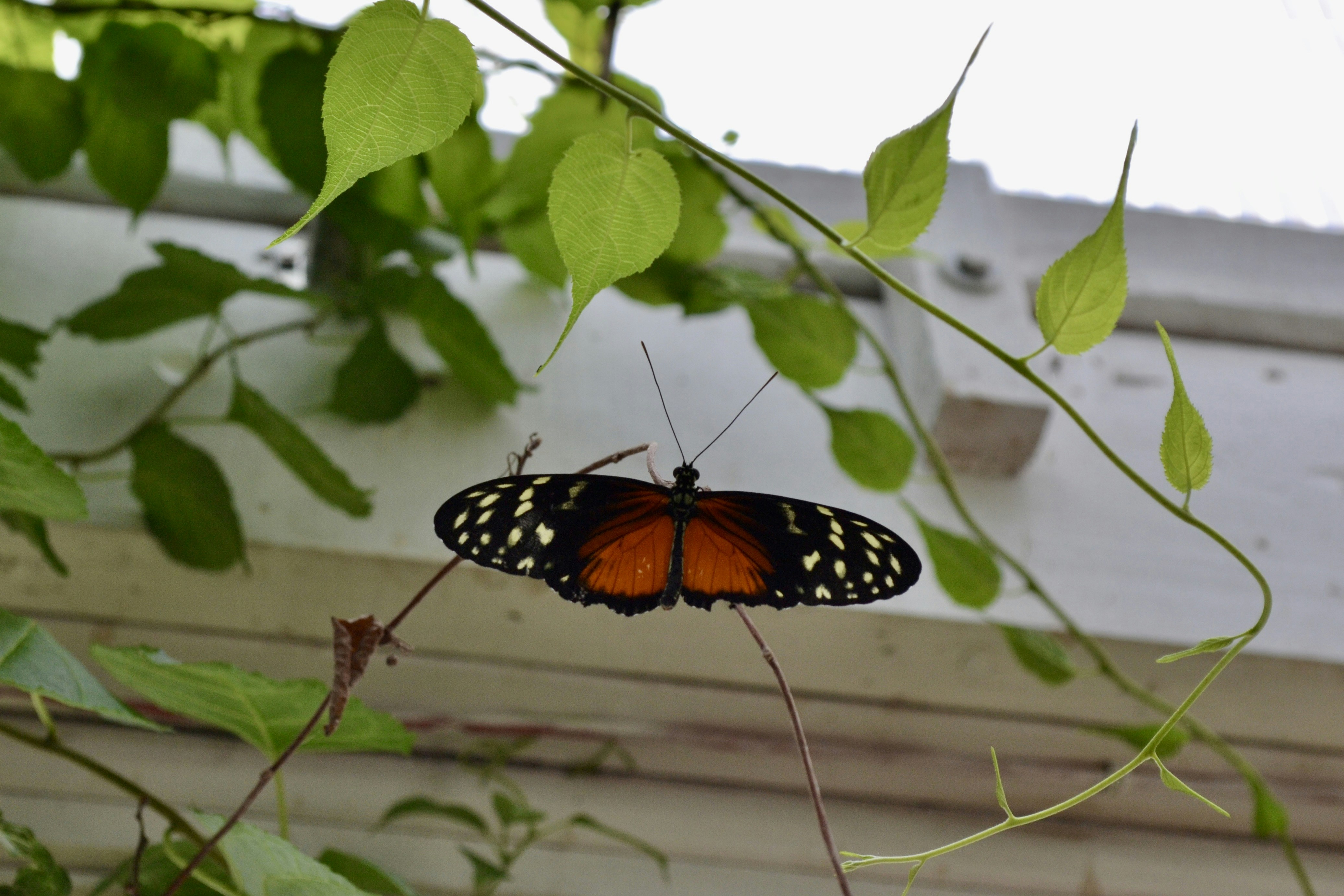 Crimson-Black Swallowtail on Tendril Veil