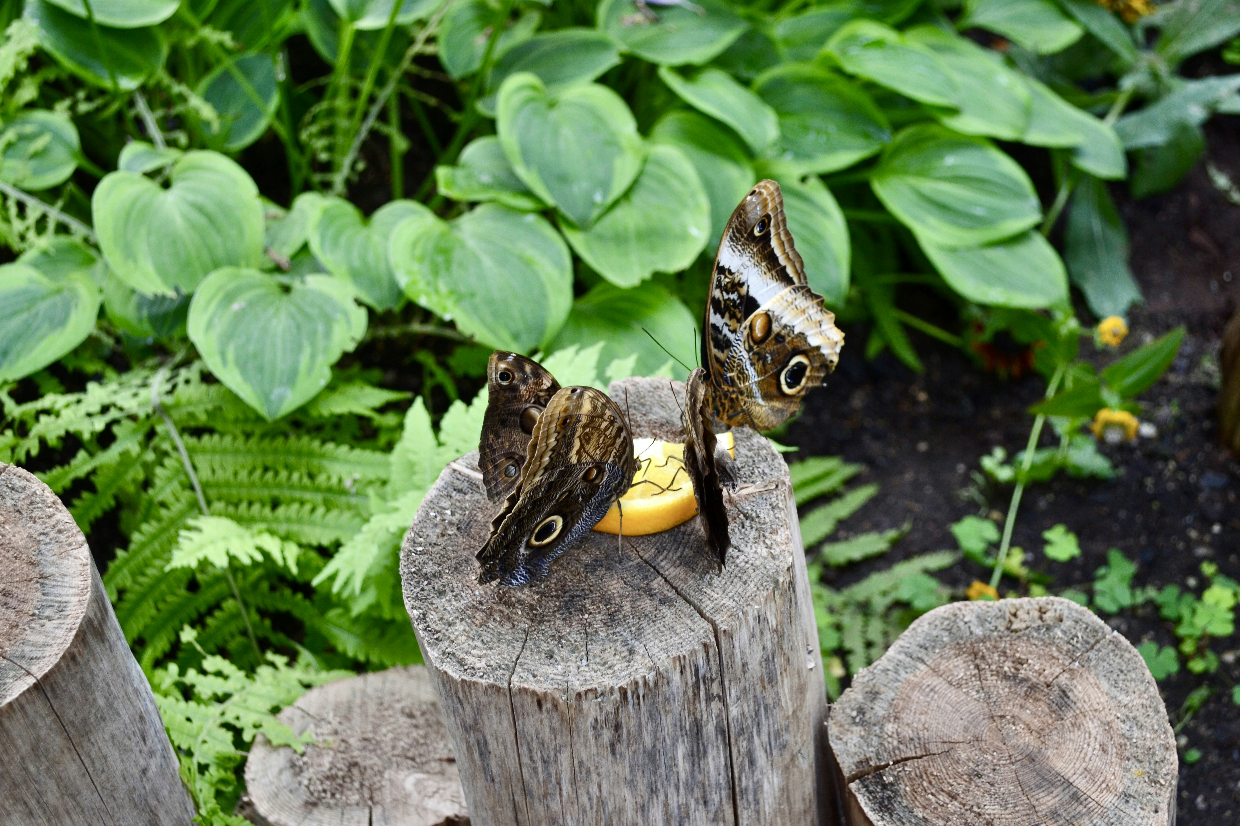Butterflies on Dried Log: A Moment of Gentle Perch