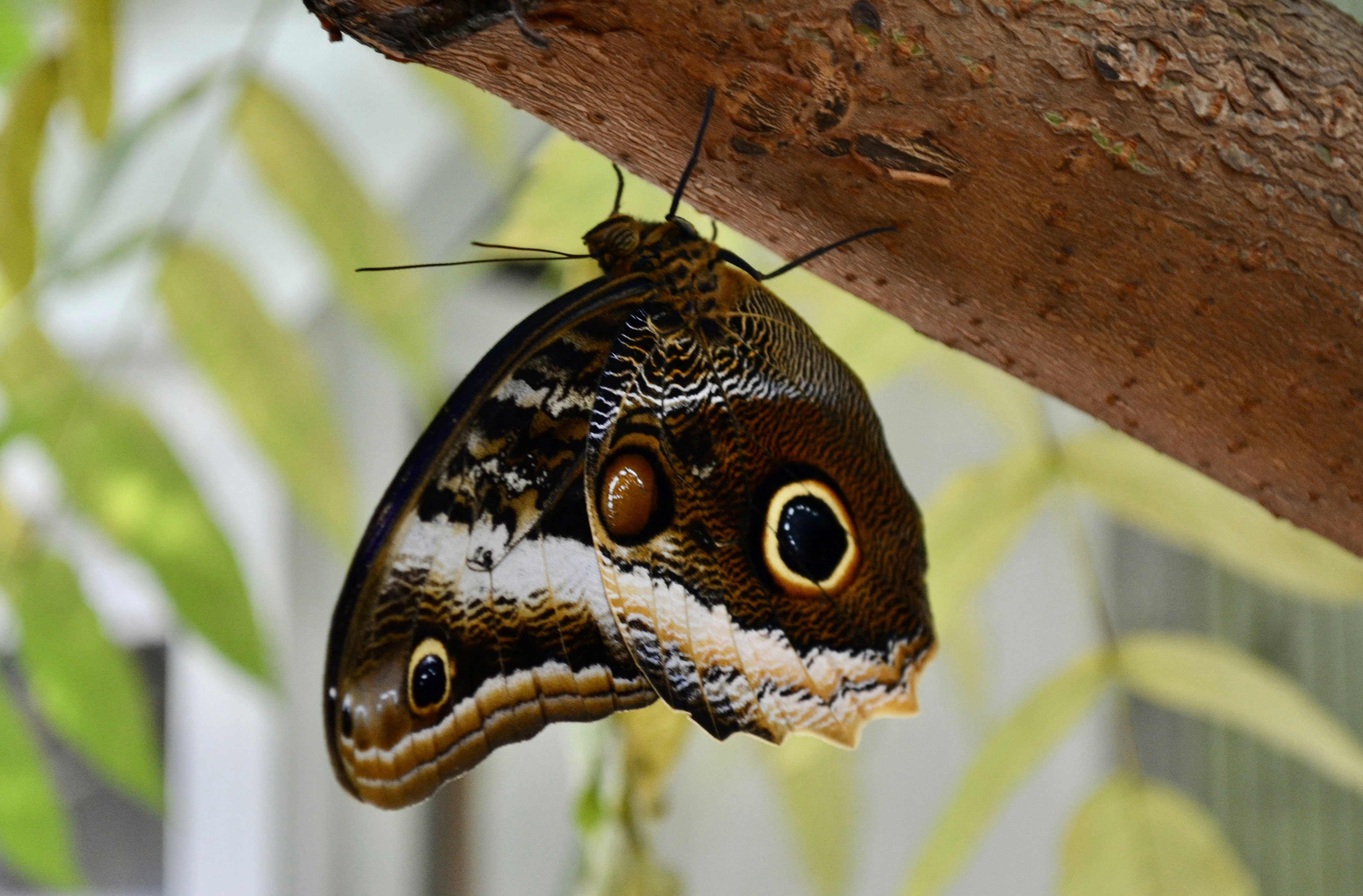 A Monarch of the Shade: Close-up on a Butterfly Perched Under a Branch