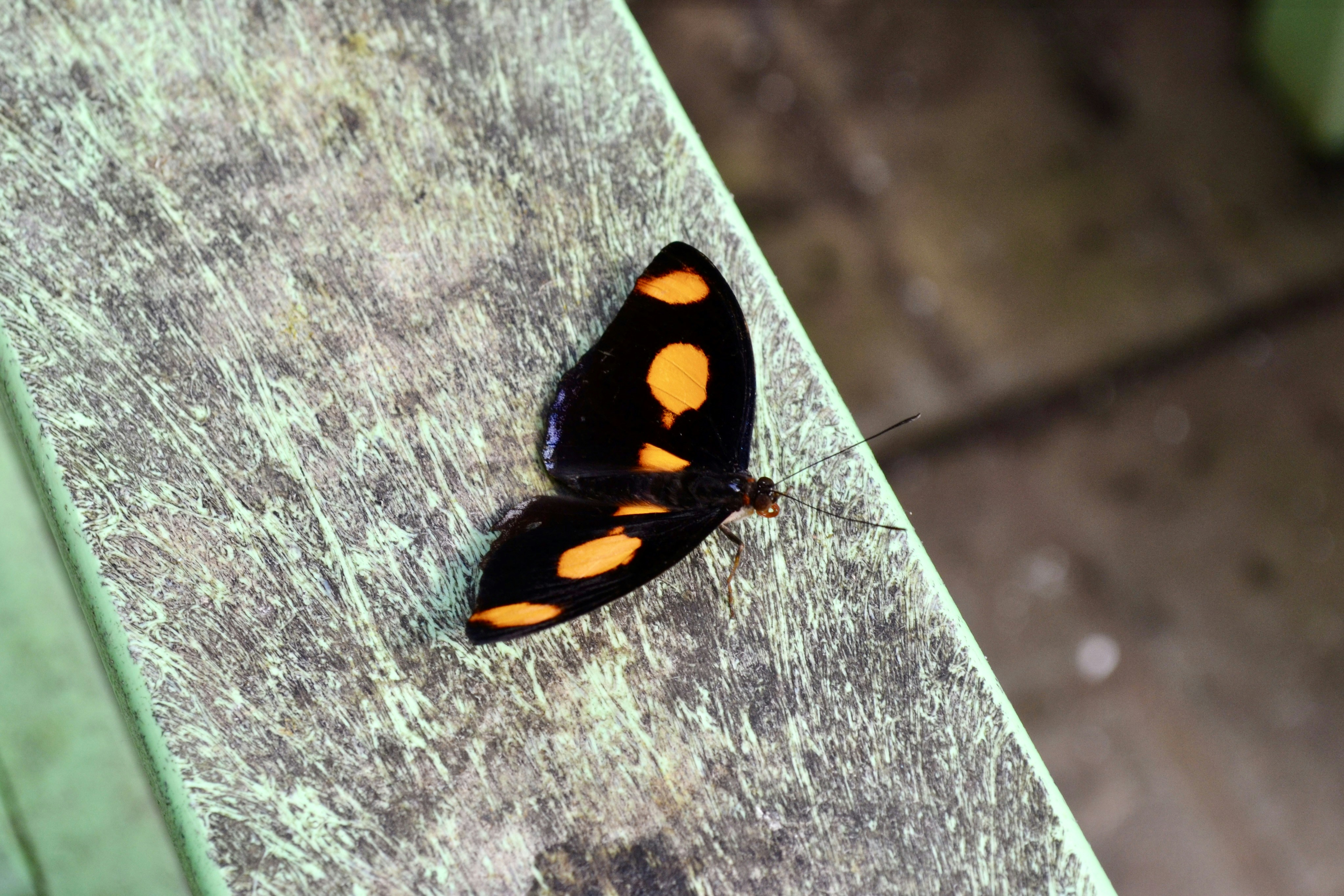 Vivid Monarch on Weathered Green Wood
