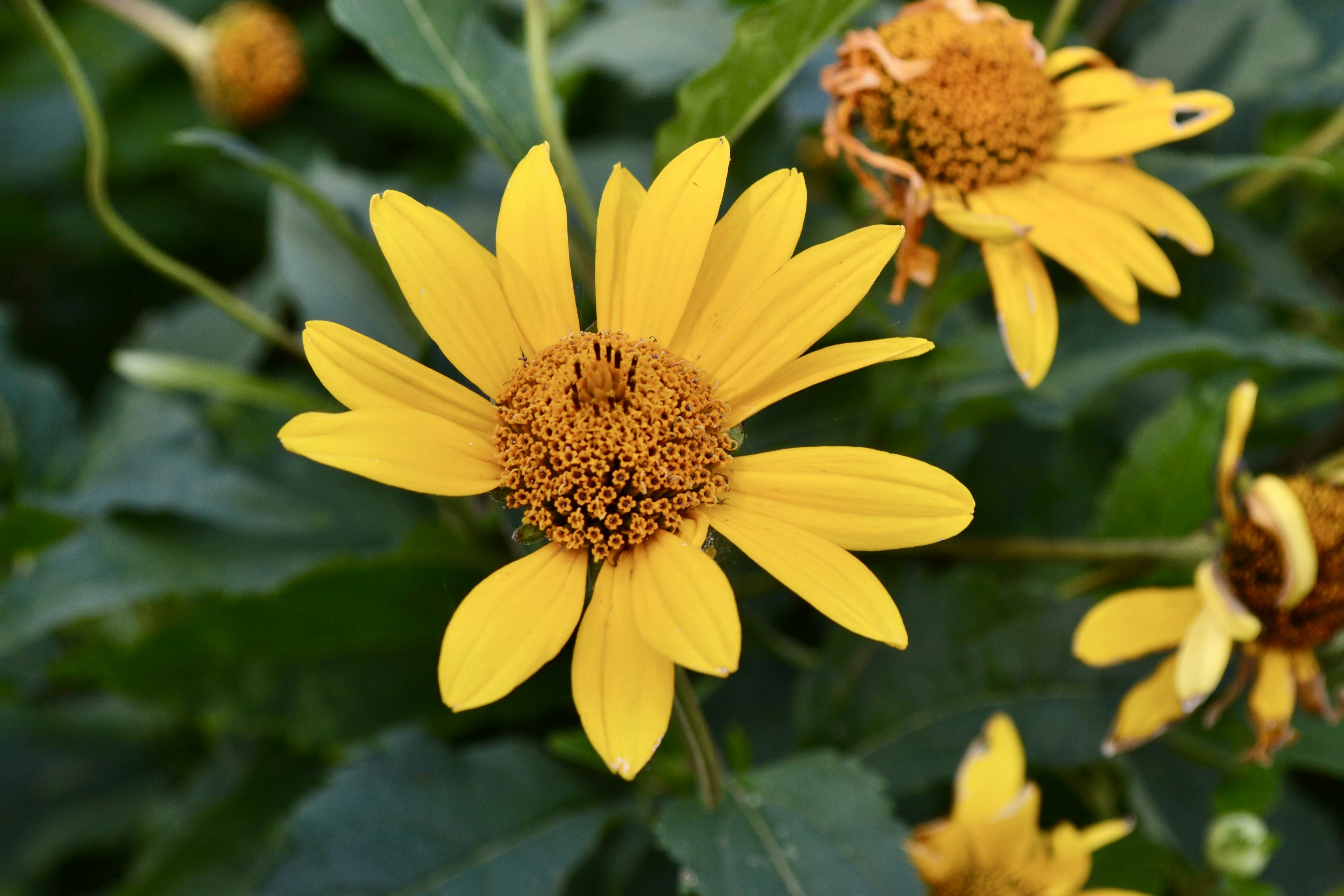 Golden Bloom in Focus: Center Stage Sunlit Daisy