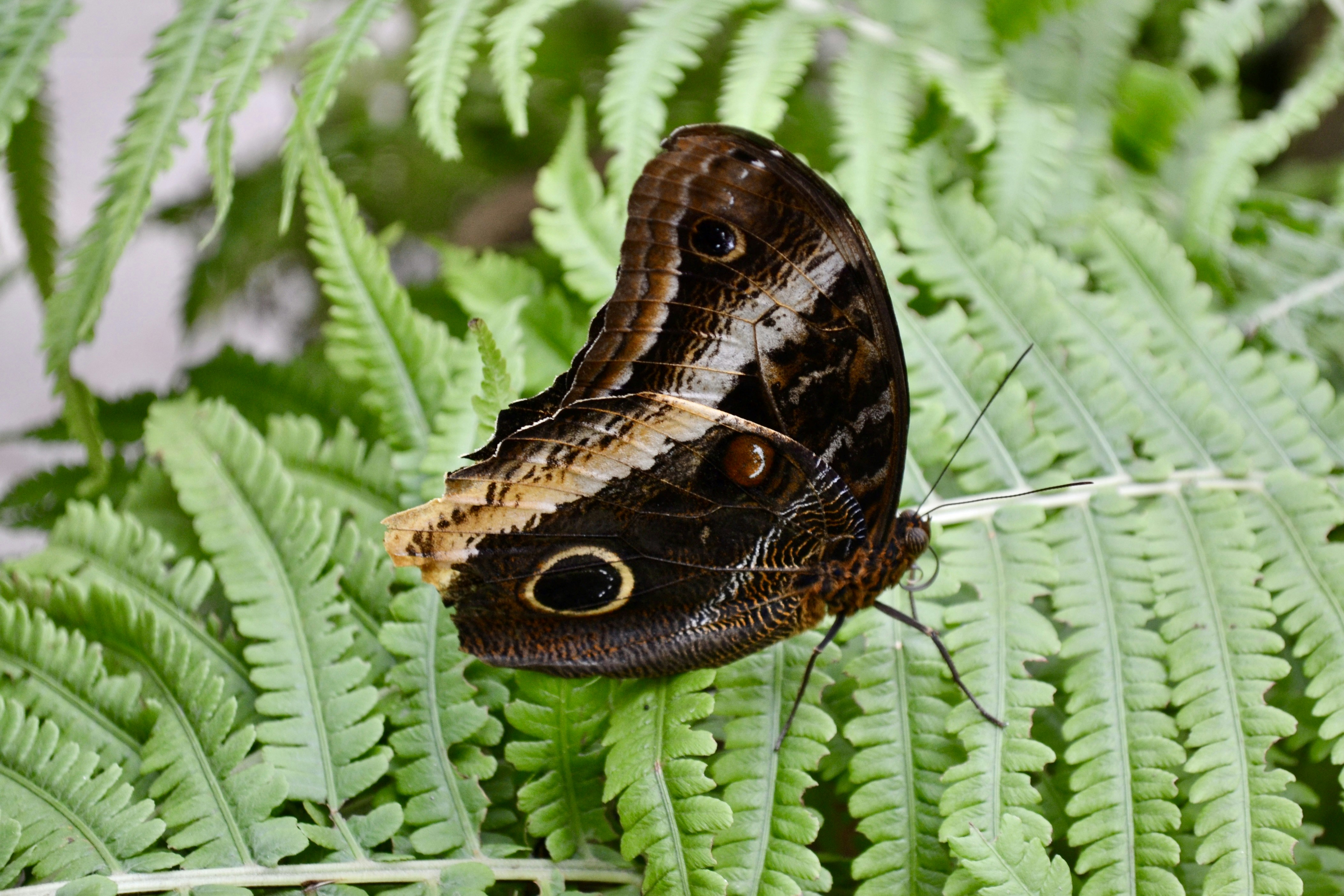 Shadowed Monarch on Verdant Fronds
