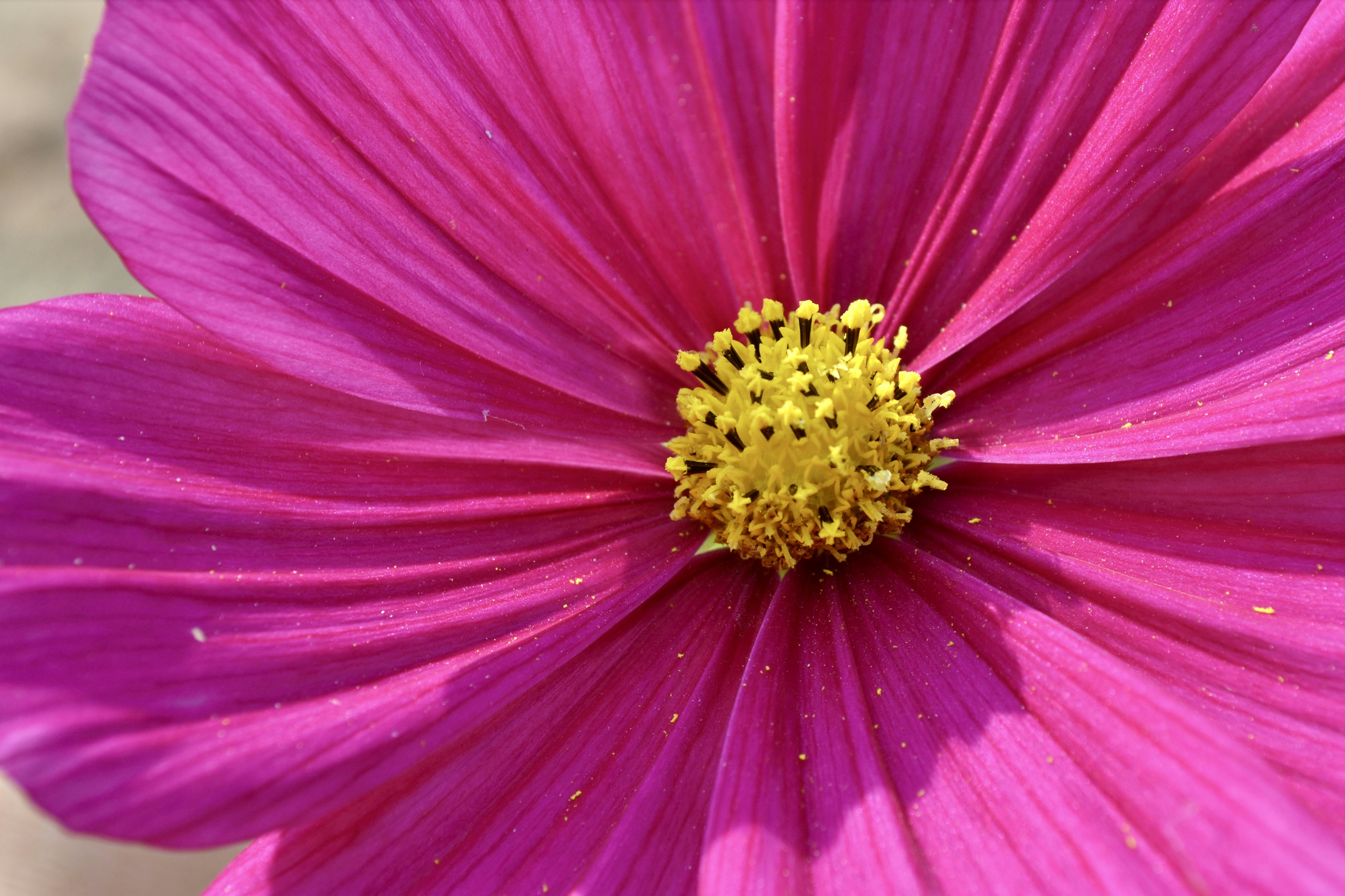 Center Pompon: Magenta Bloom with Golden Core