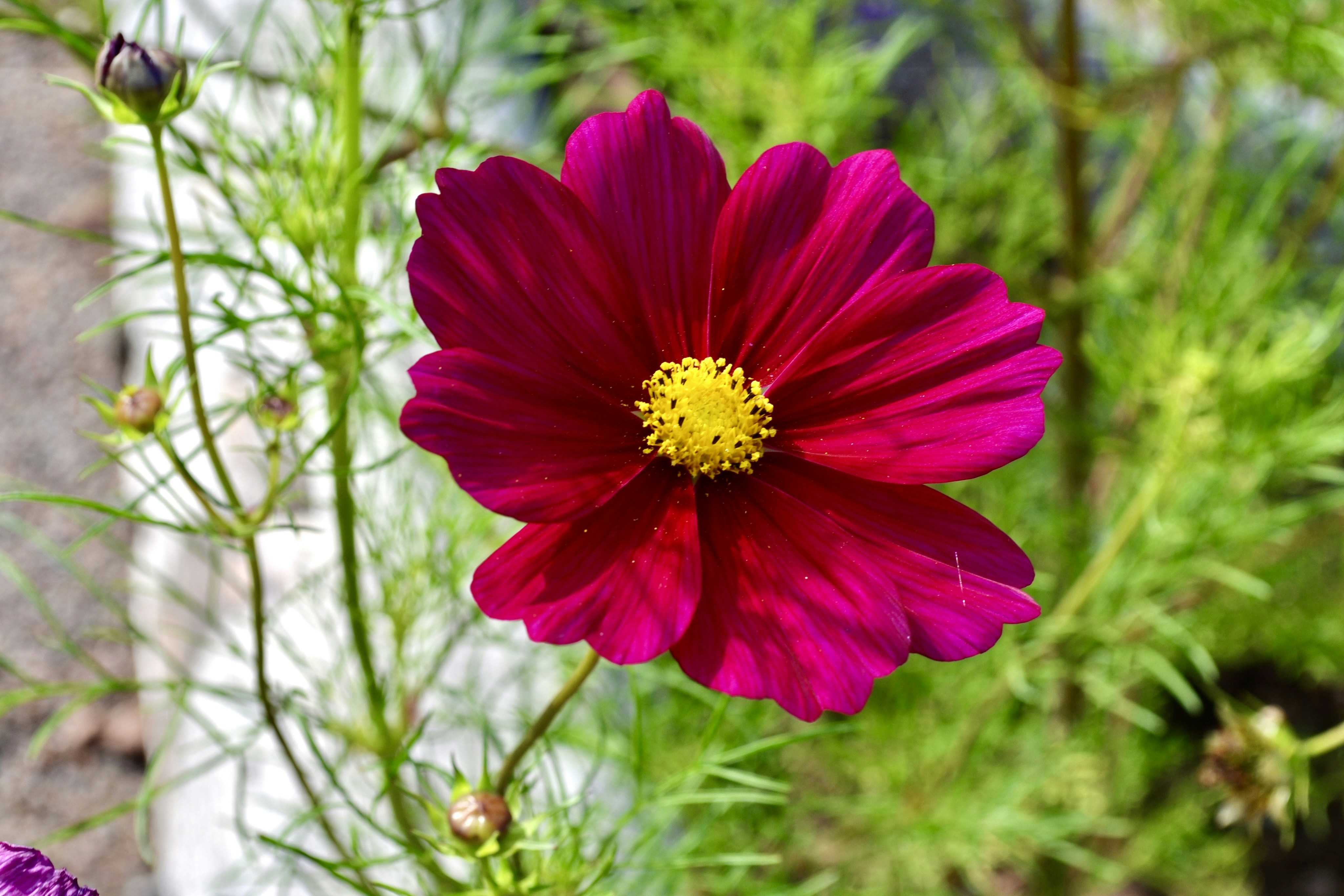 A vibrant magenta cosmos flower with a yellow center in a green garden.