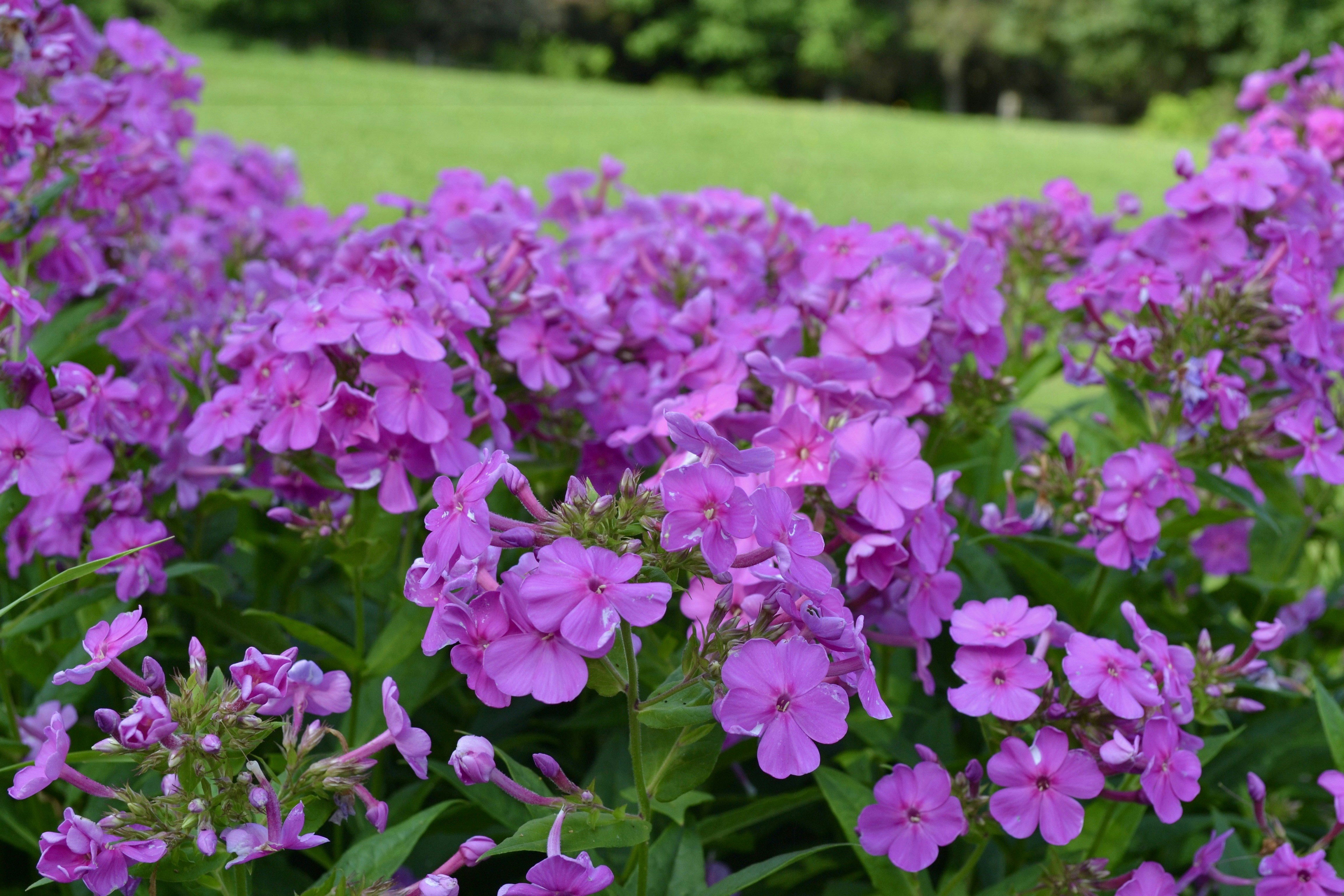 Vibrant Pink Hydrangea Field in Bloom