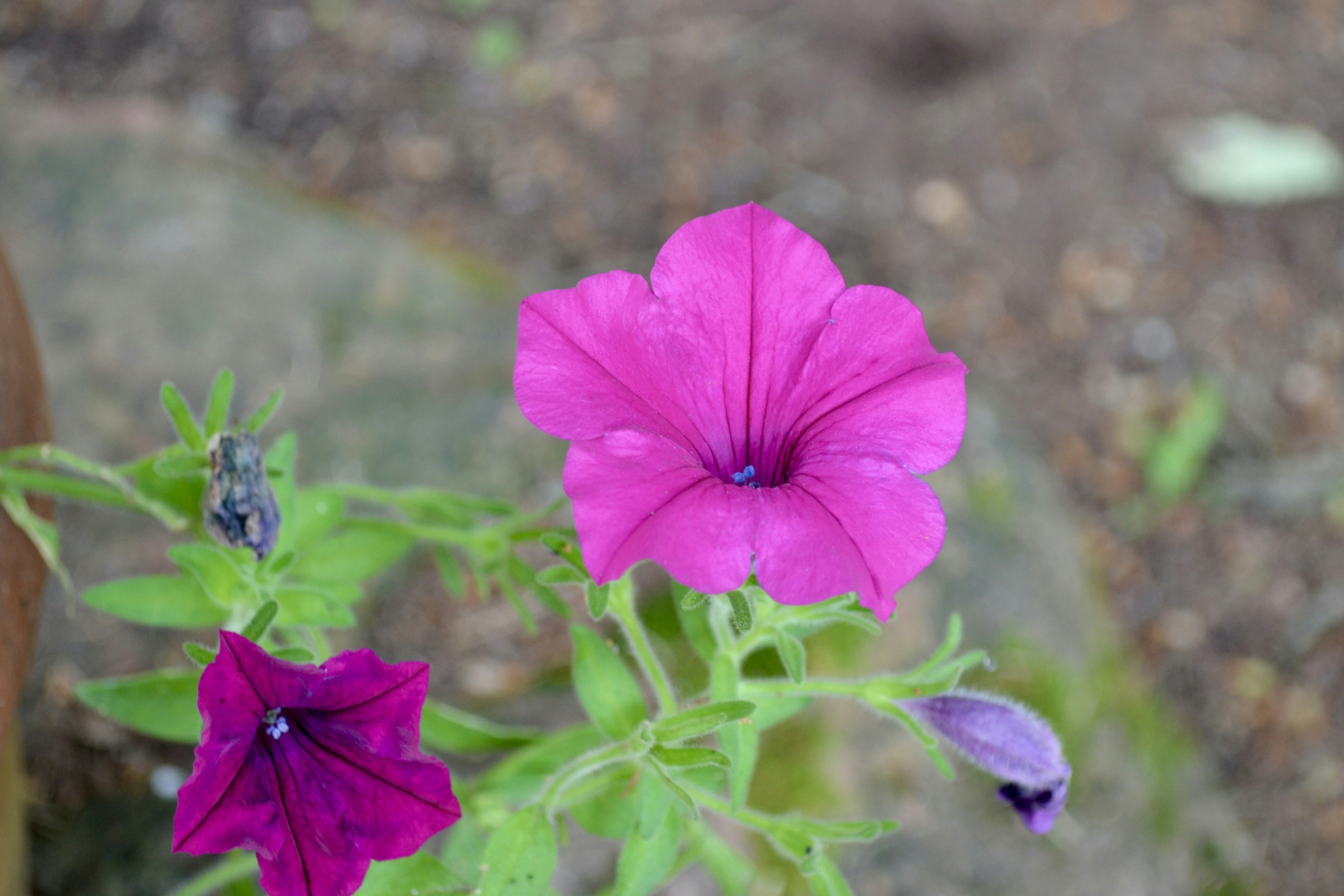 Magenta Petals in Focus: A Close-Up of a Garden Blooms