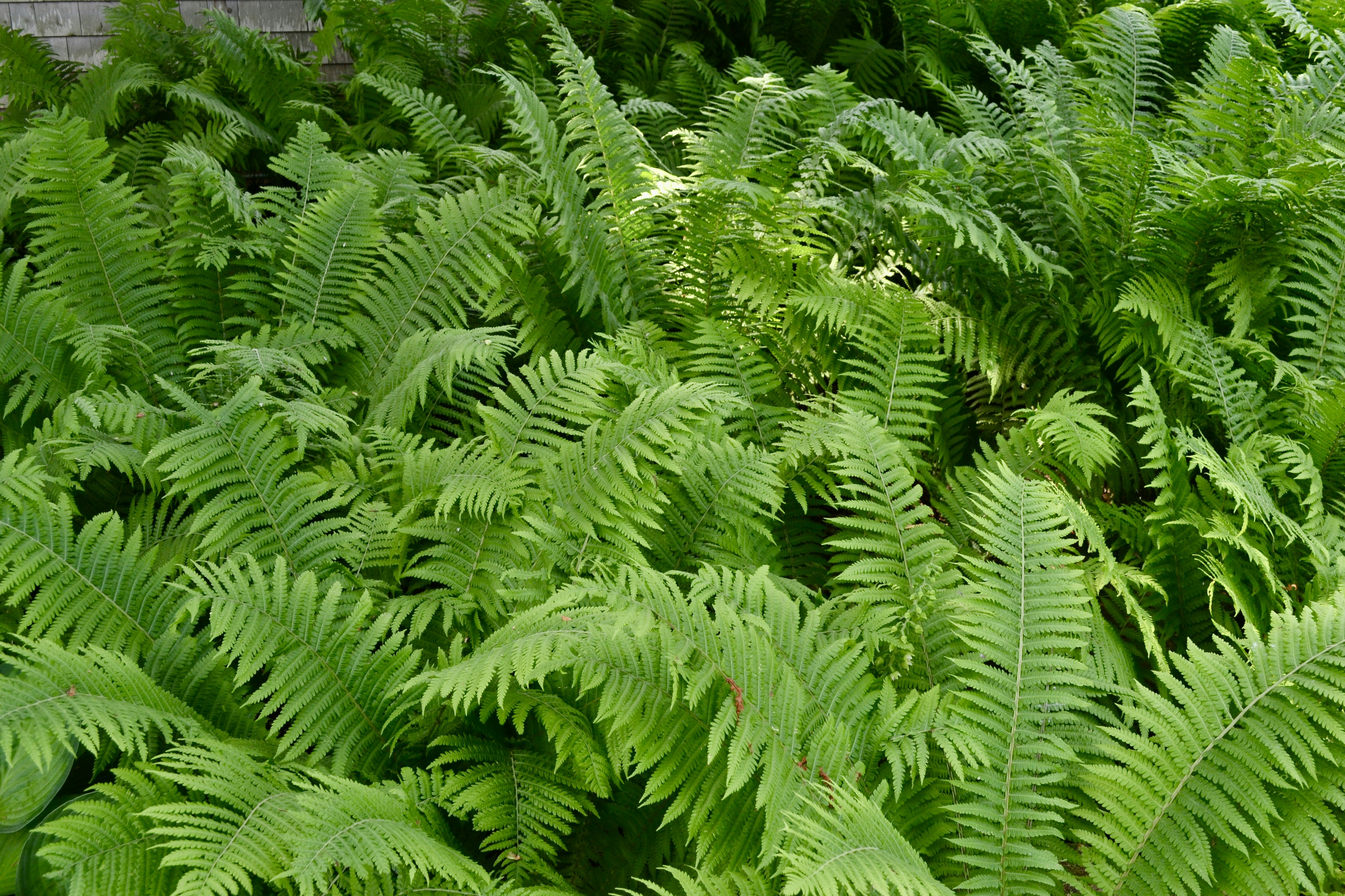 Emerald Fern Canopy: A Close-Up of Vibrant Fronds