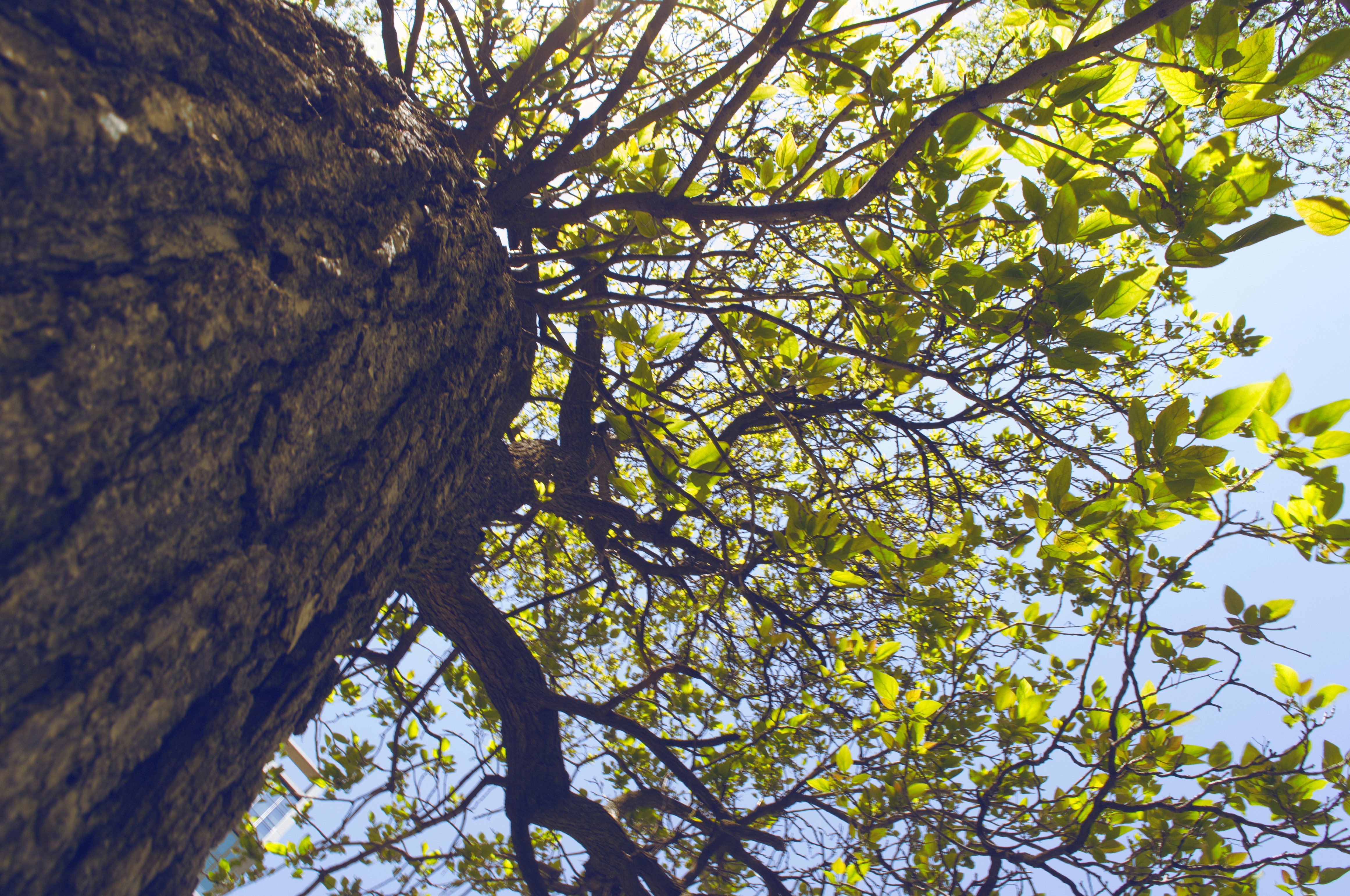 Upward Gaze: A Tree’s Crown Reaches for the Sky
