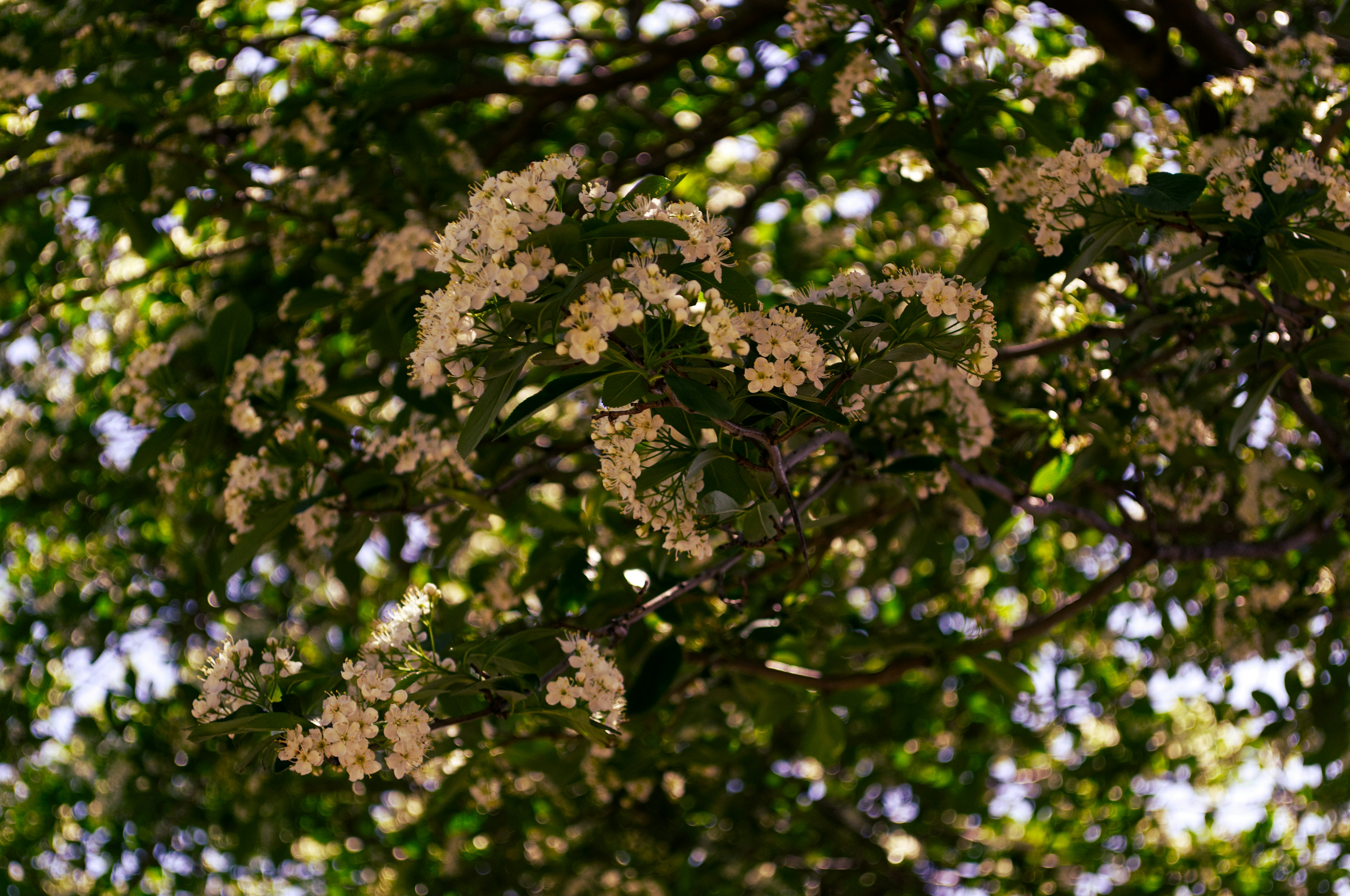Blooming Canopy: clusters of white blossoms against dappled green leaves