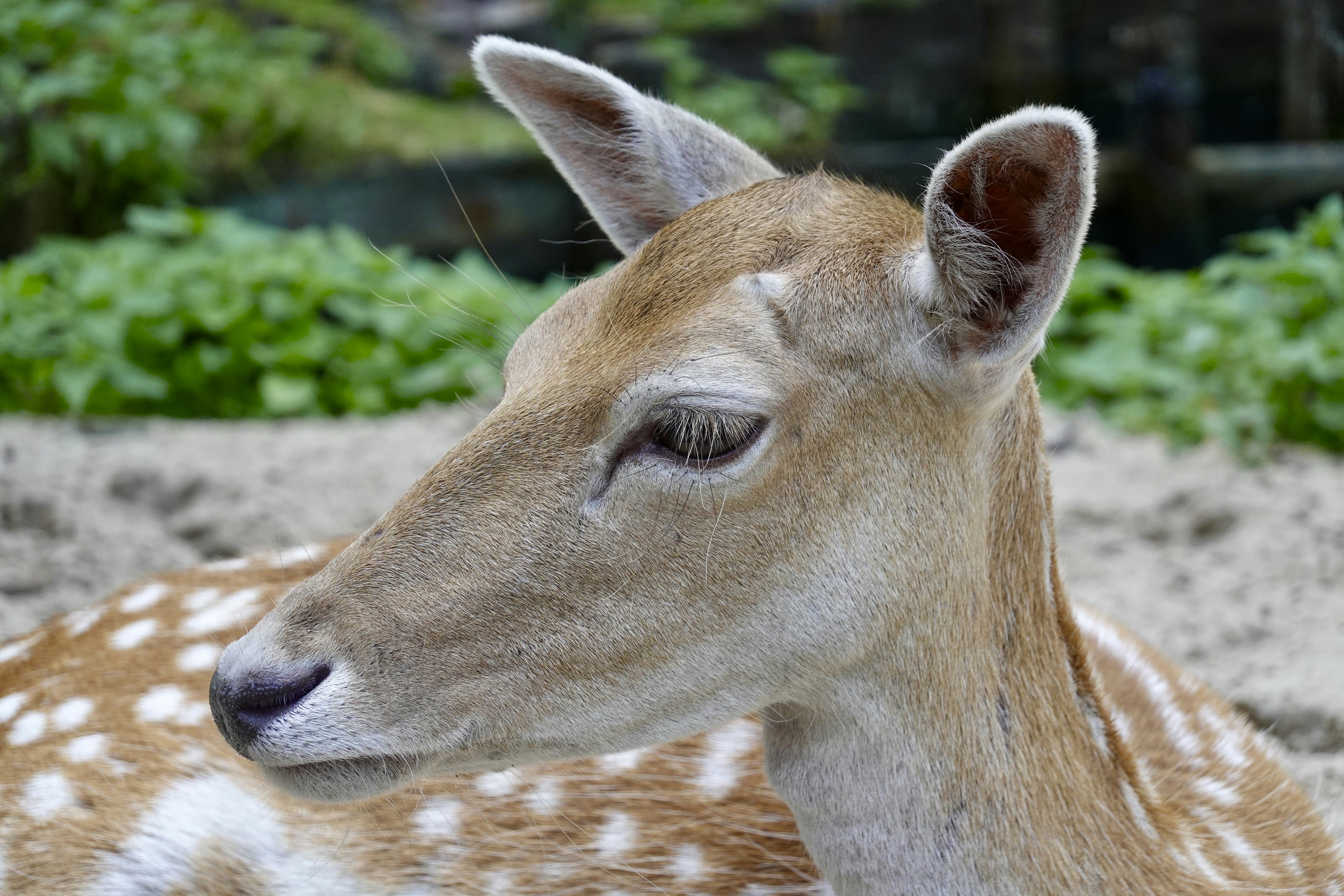 Close-up of a serene deer in a sunny, leafy enclosure