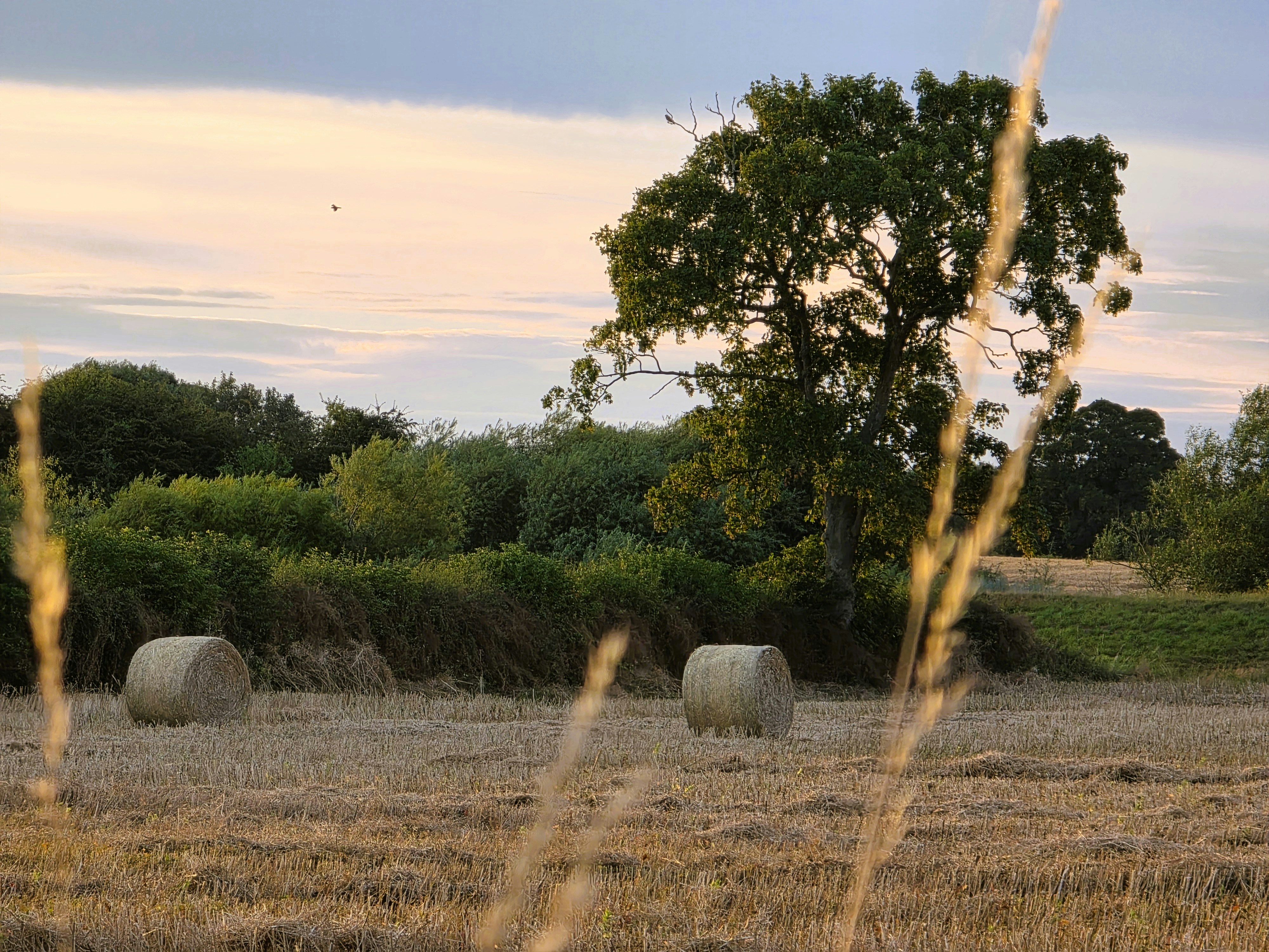 Harvest Field at Dusk with a Lone Tree