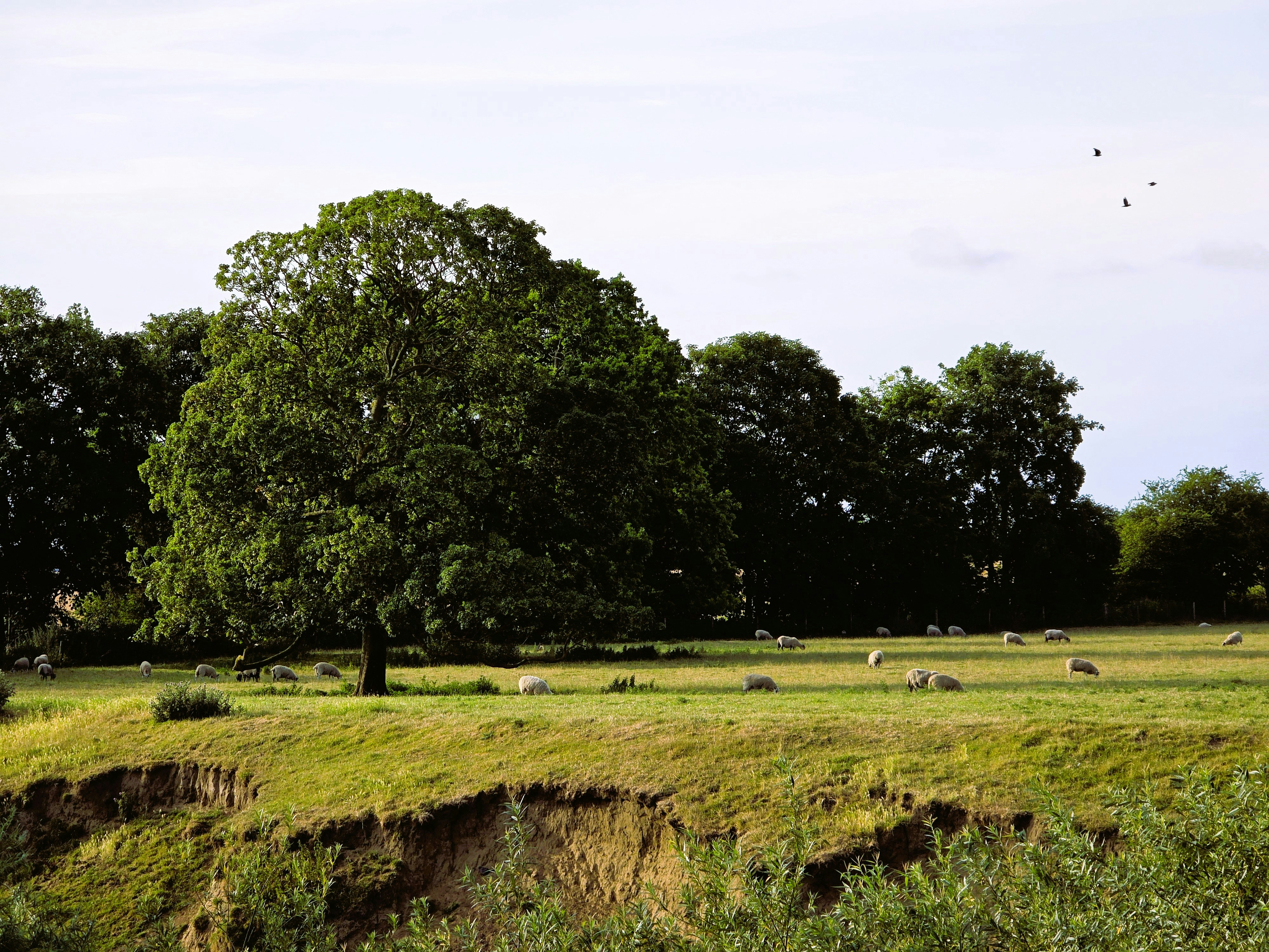 Lone Oaks and Grazing Grassland Under an Open Sky