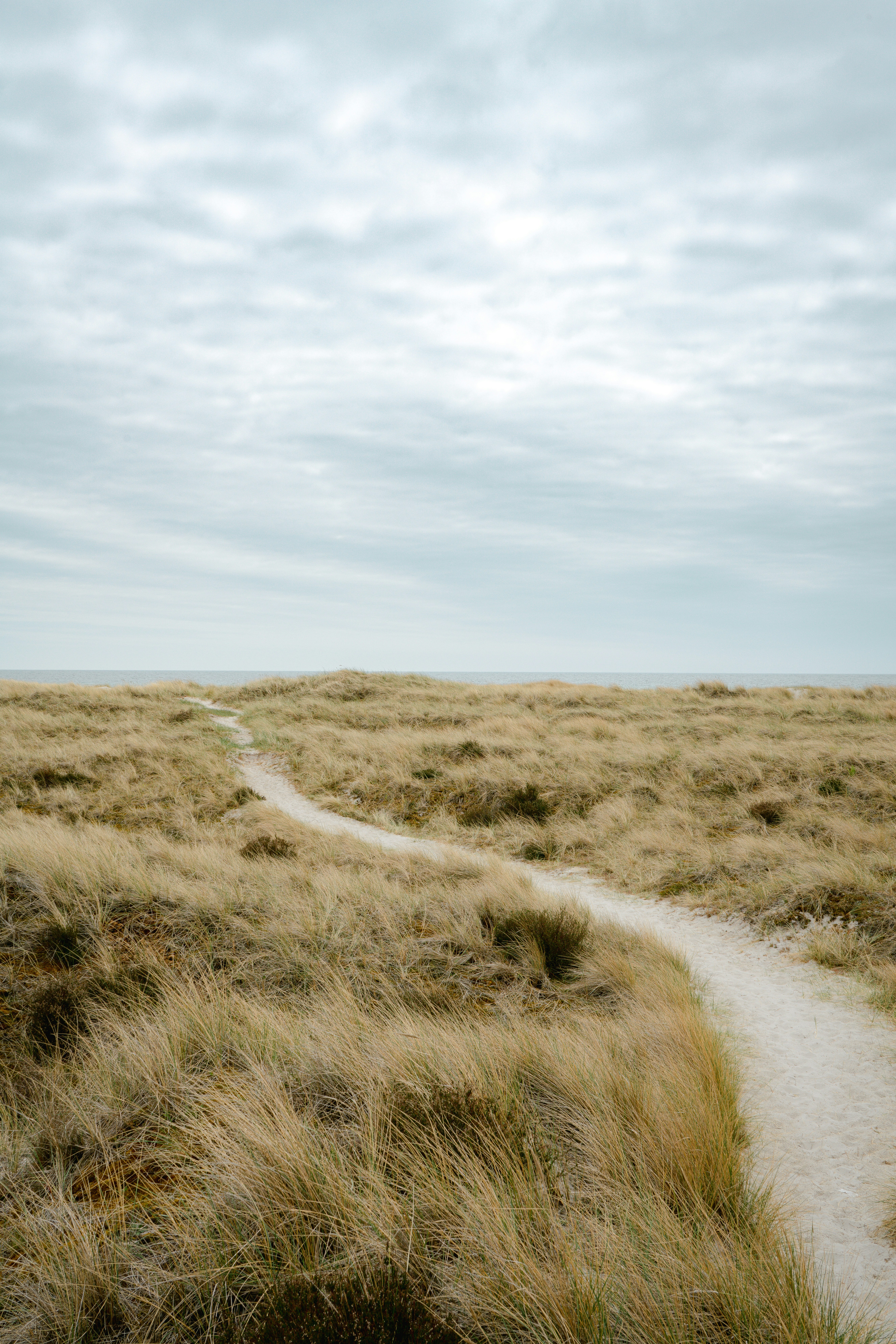 Hushed Dunes: A Path Winding Through Golden Grass
