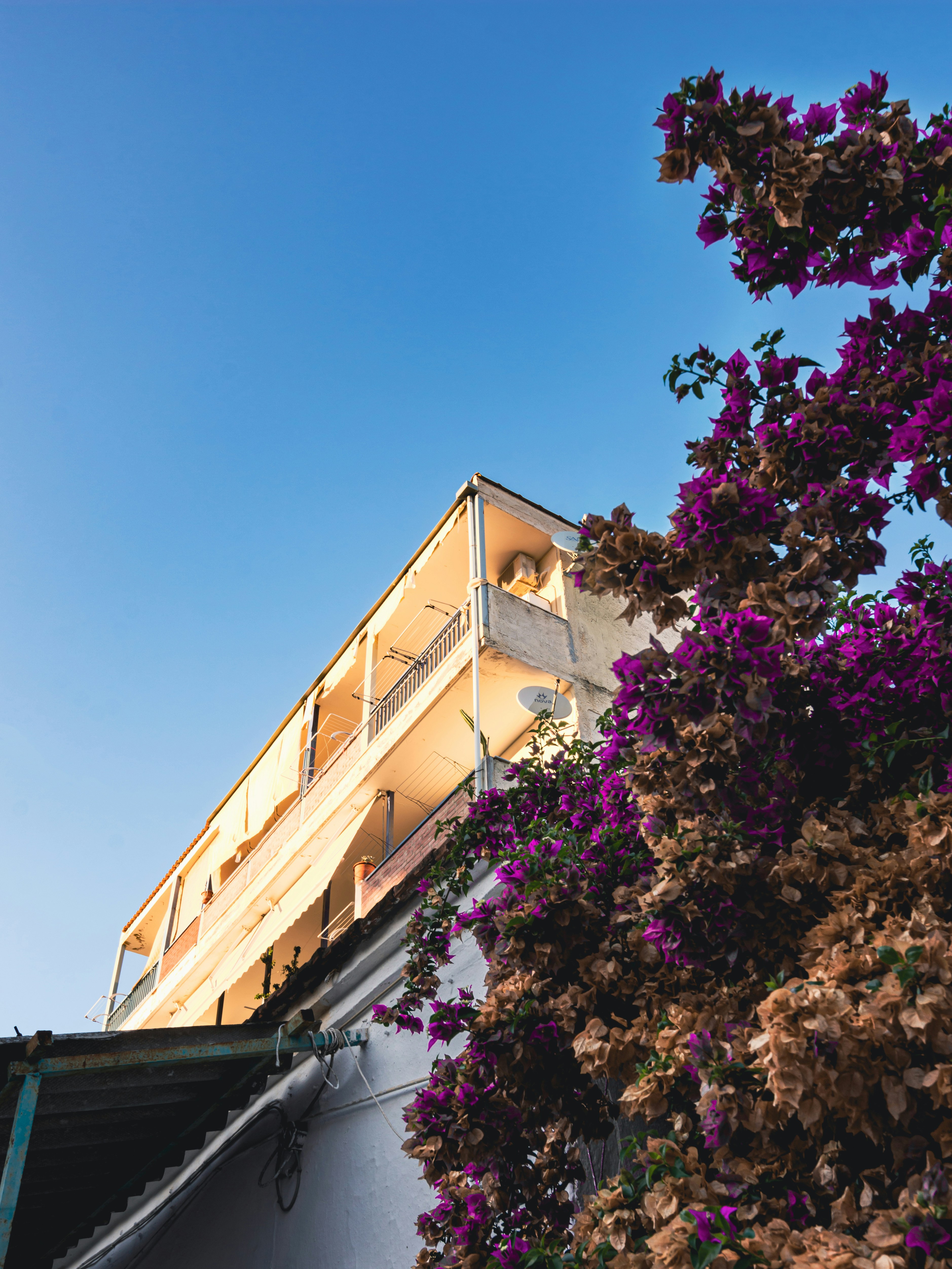 Sunlit Balcony Against a Bougainvillea Cascade