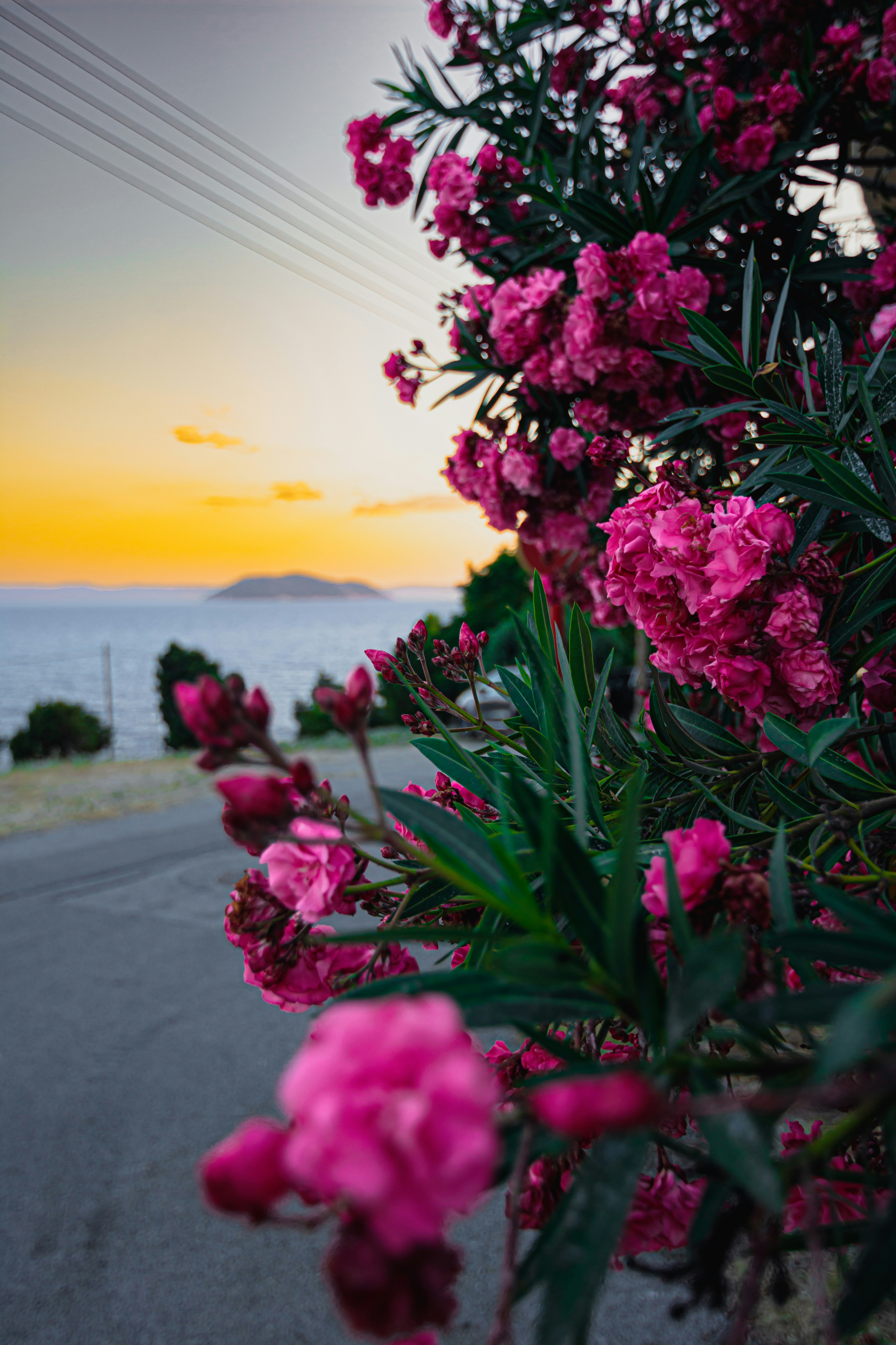 Sunset by the Pink Bloom Border