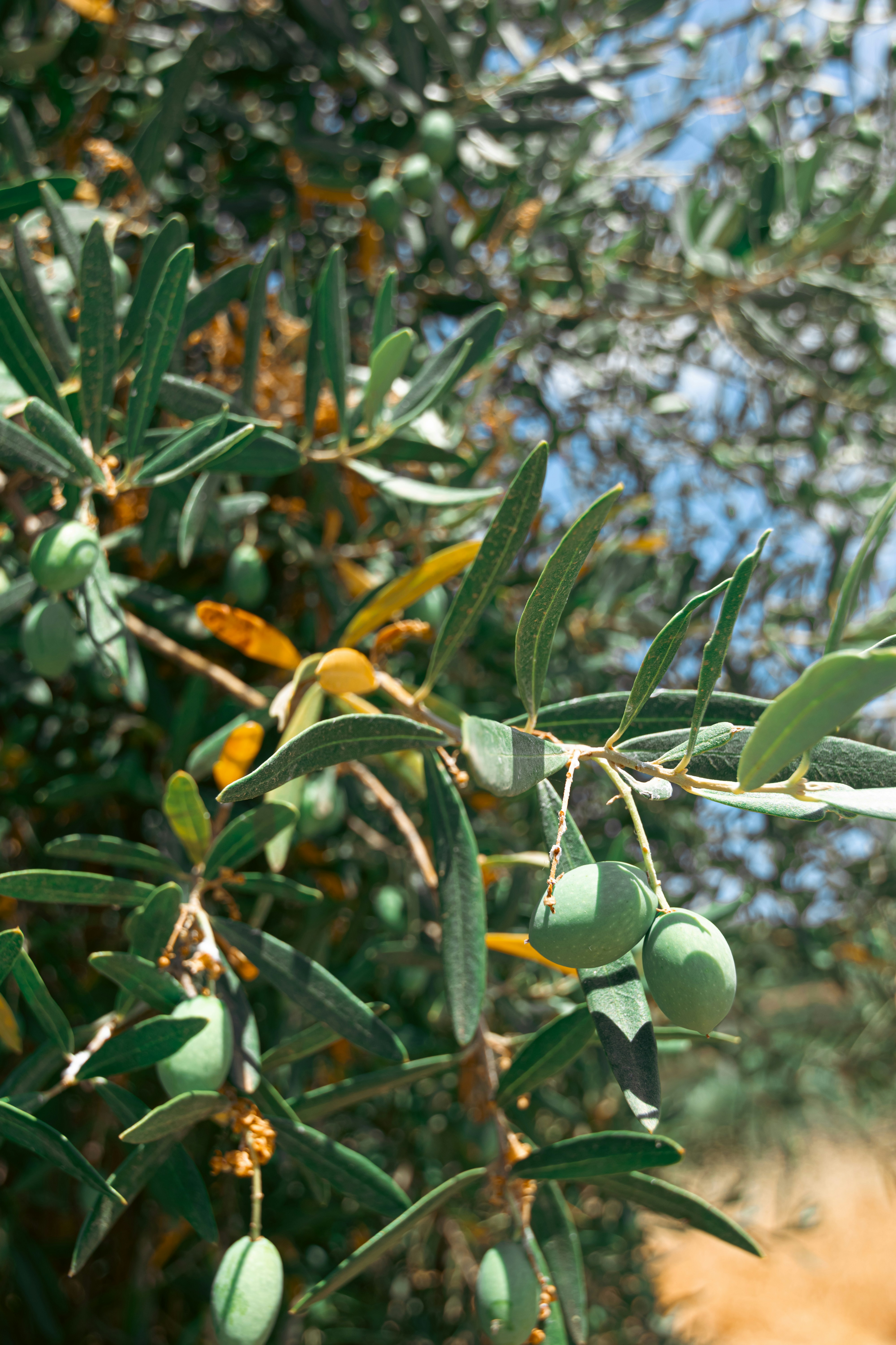 Olive Branch in Bright Focus