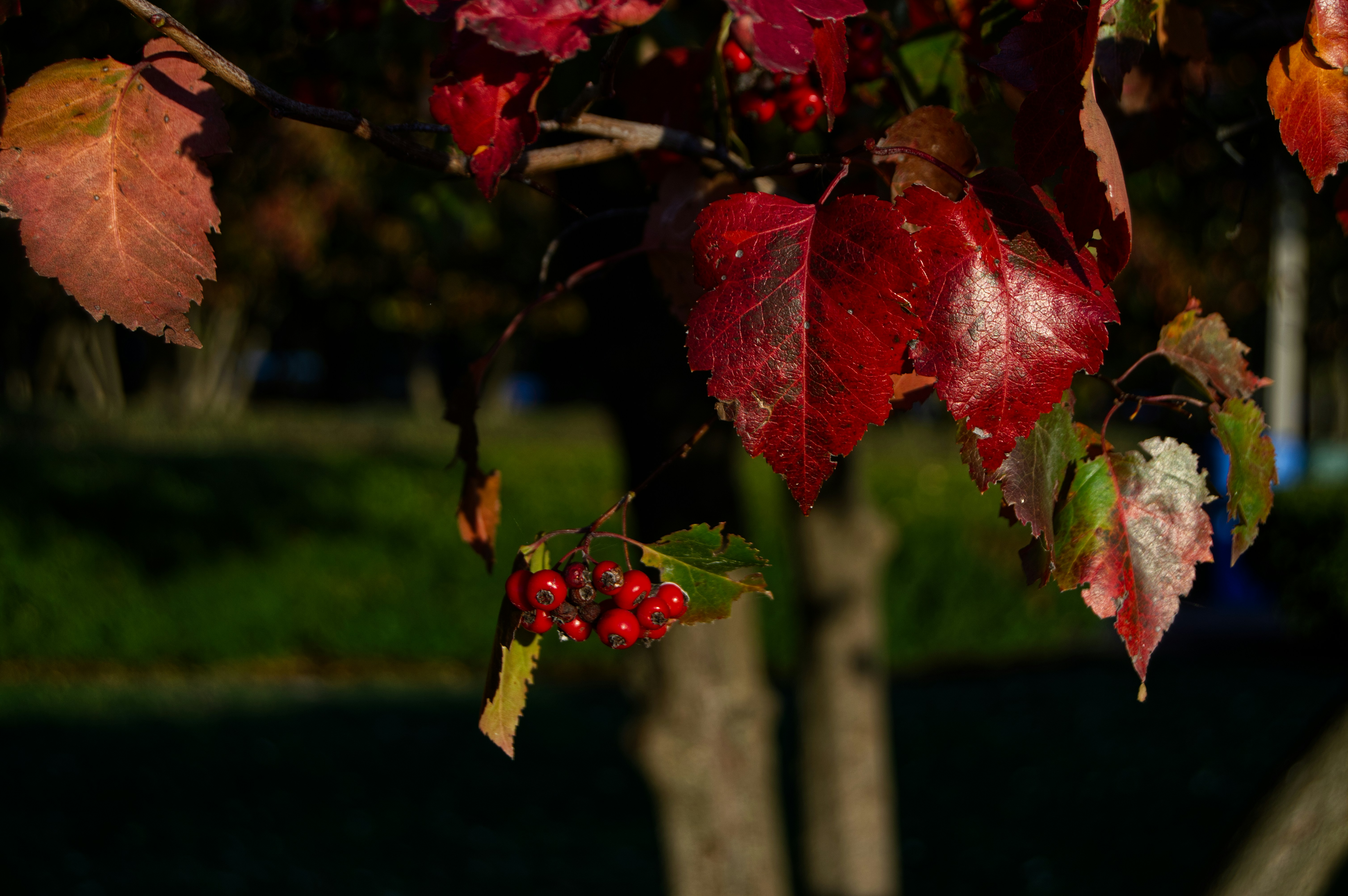 Red Berries in Autumn Light