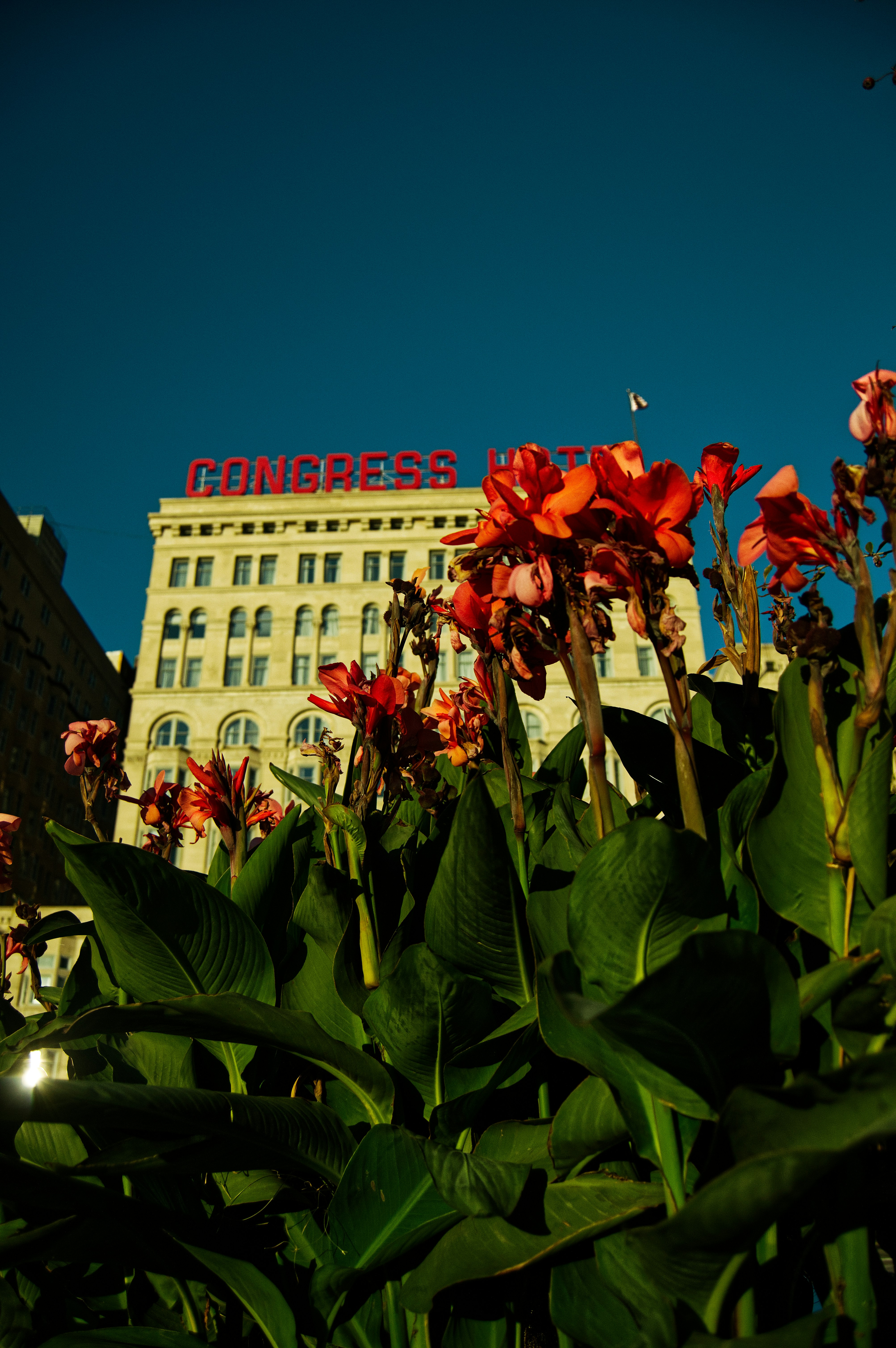 Vibrant red blossoms in the foreground with a classic building and sunlit sign in the background.