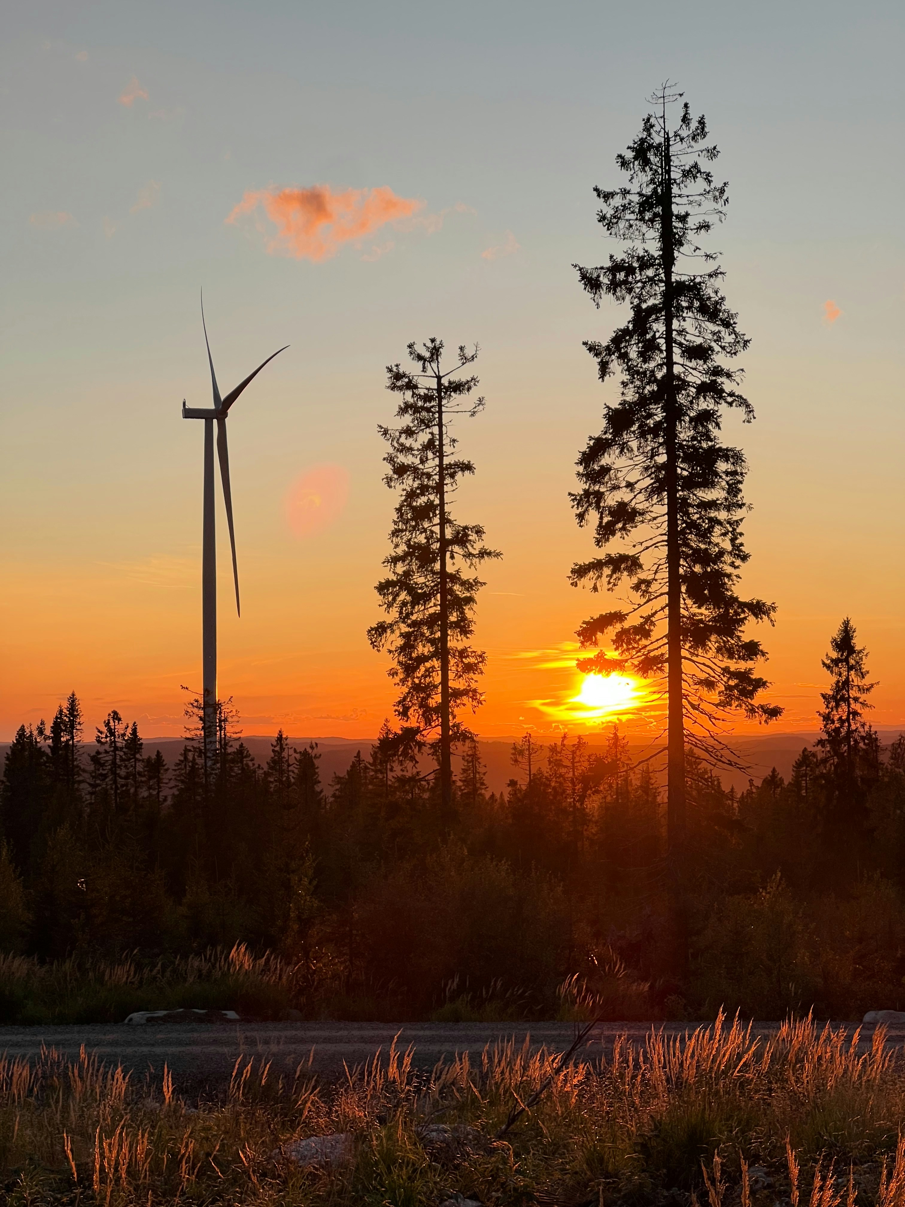 Sunlit Pines and a Single Wind Turbine at Dusk