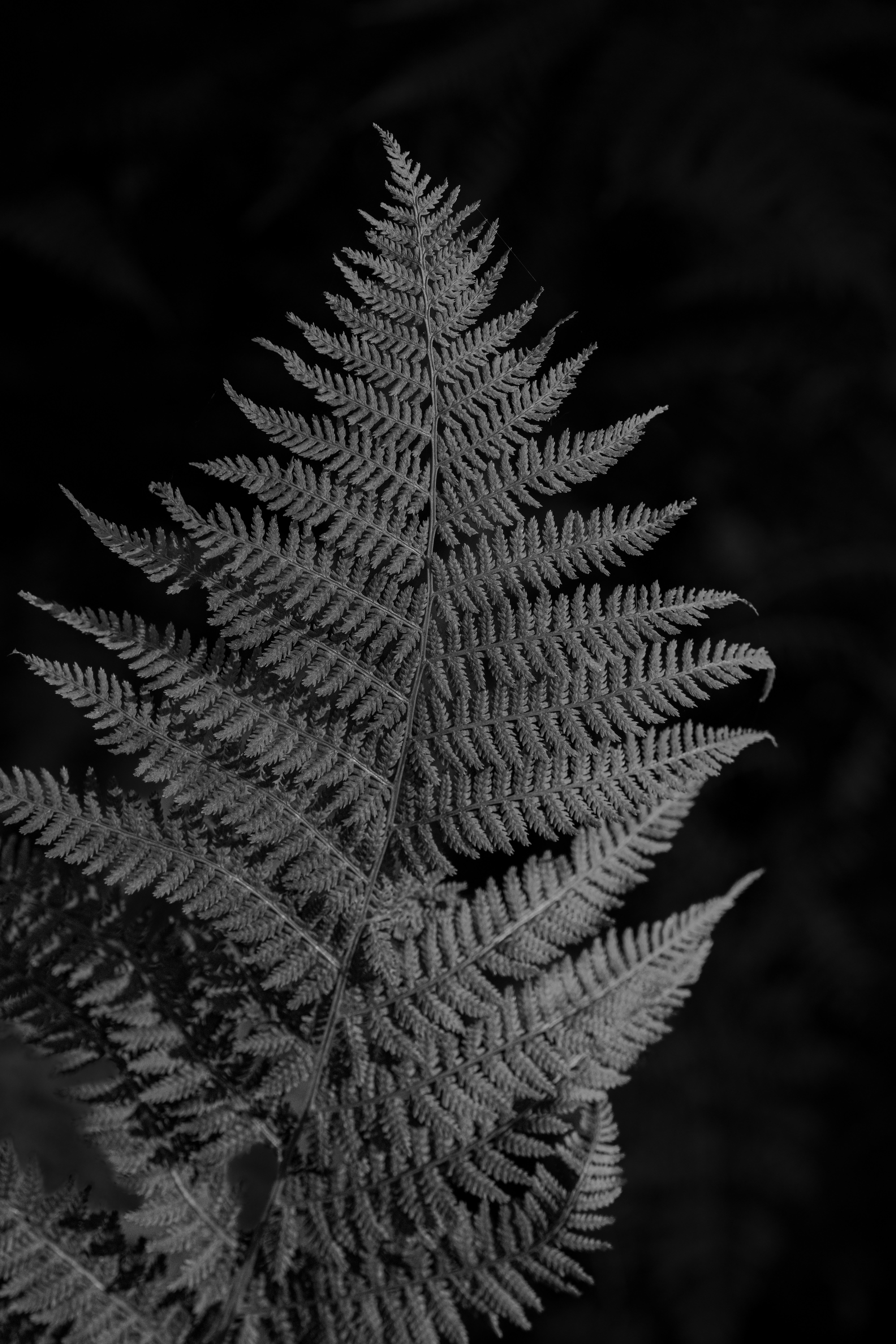 Fractal Silence: A Fern in Velvet Light