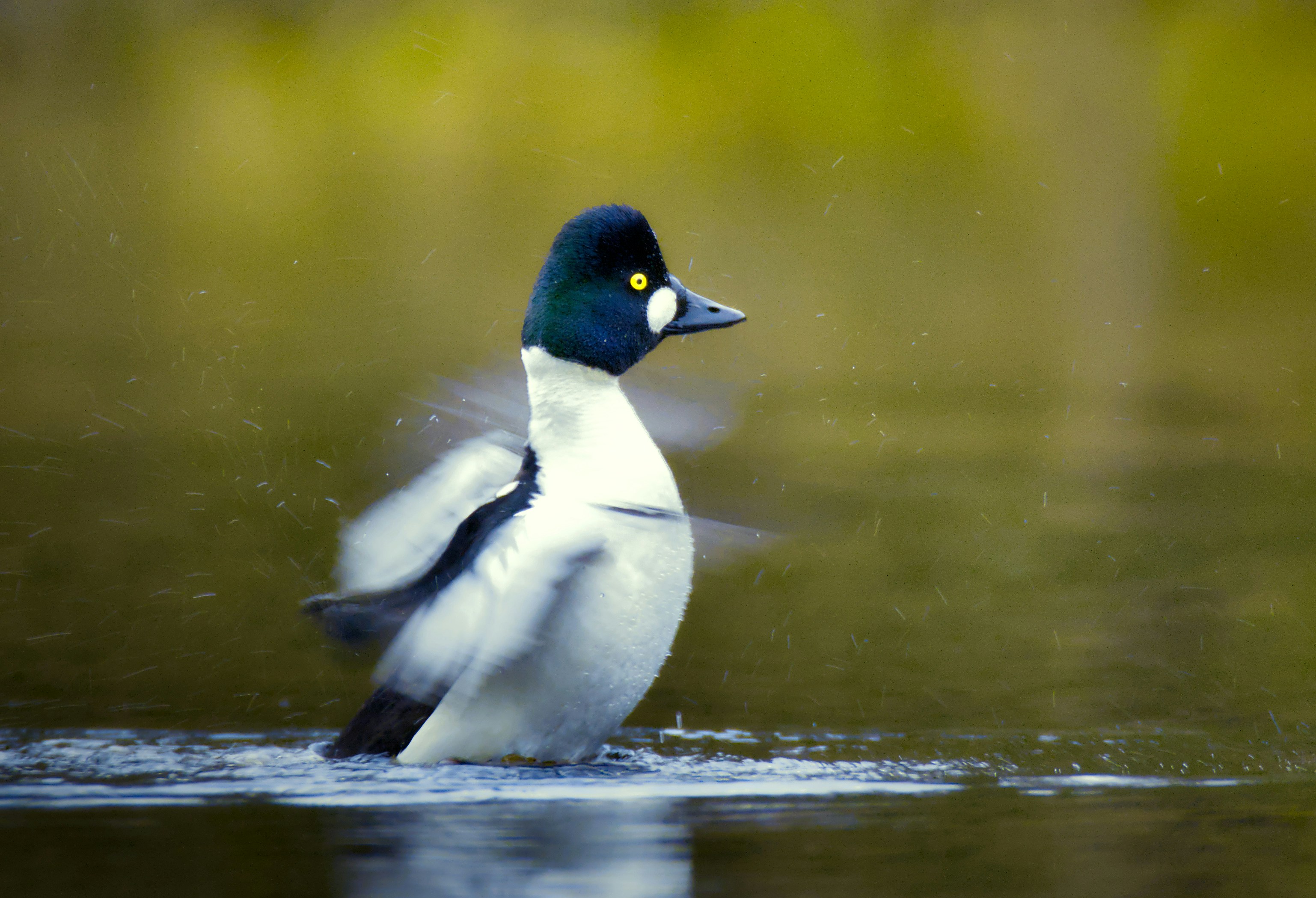 Splashing Harlequin: A Male Goldeneye Emerges from Quiet Waters
