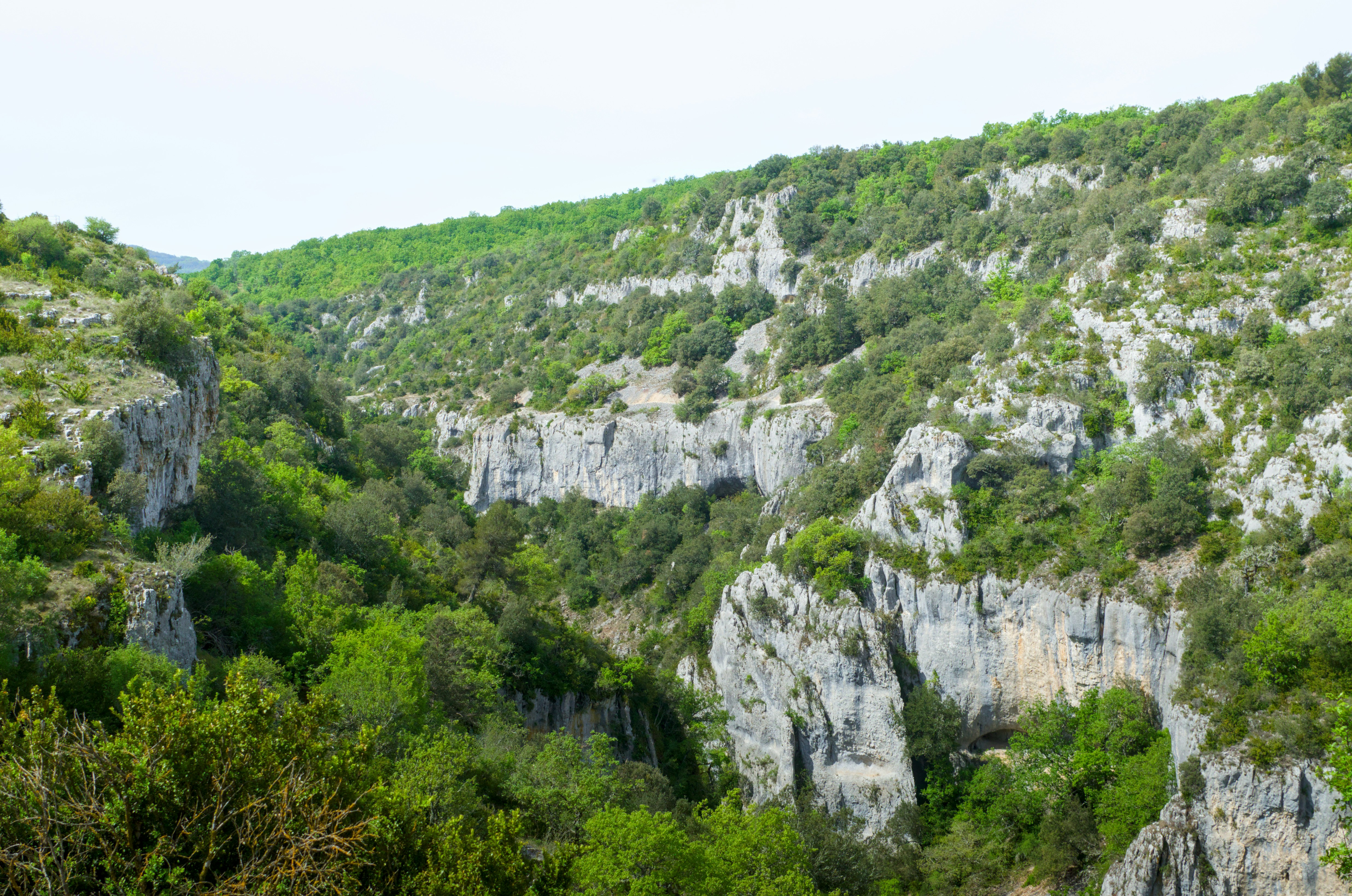 Green Spars and Limestone Cliffs: A Quiet Canyon Vista