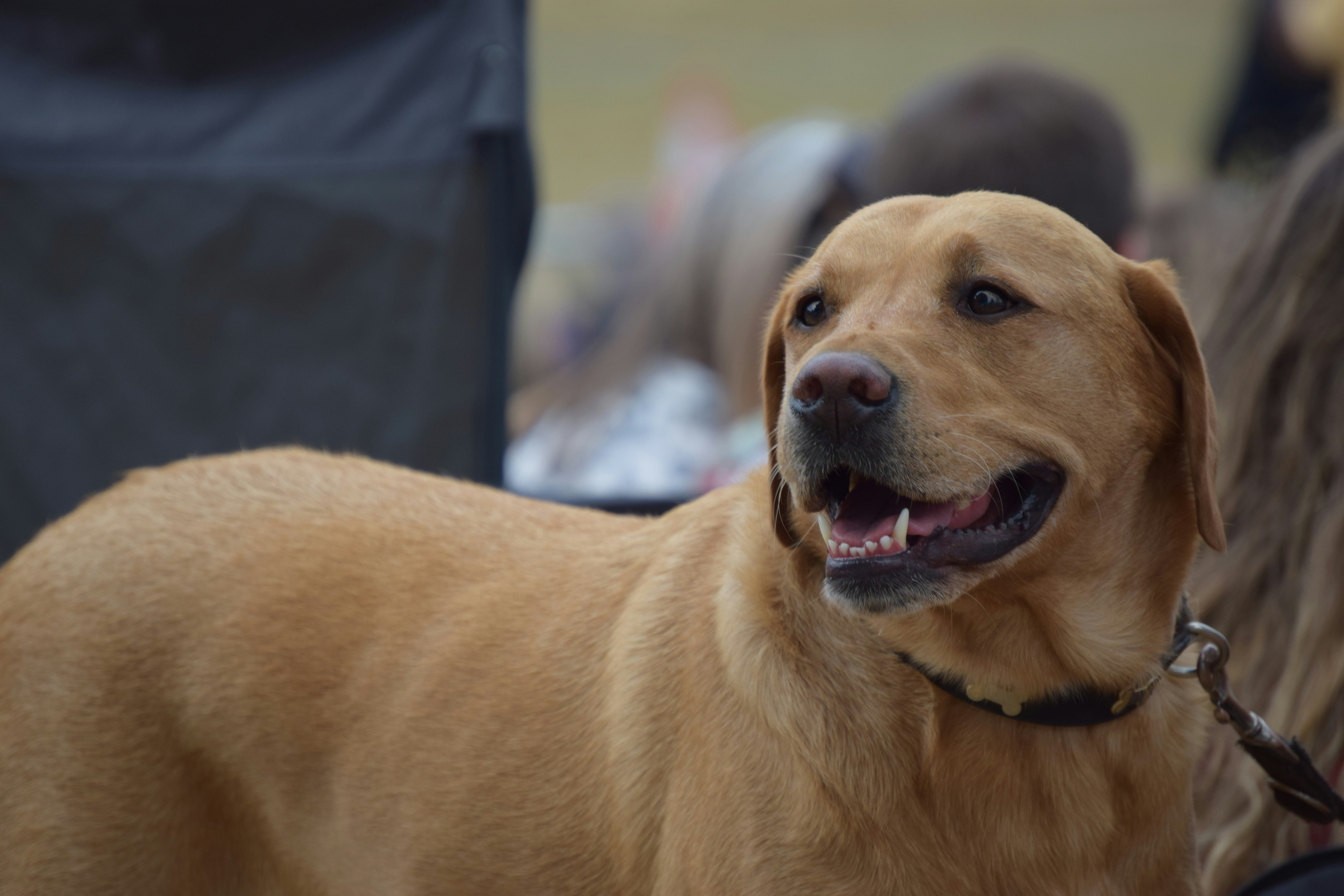 Golden Retriever in Focus: A Lively Portrait at Eye Level