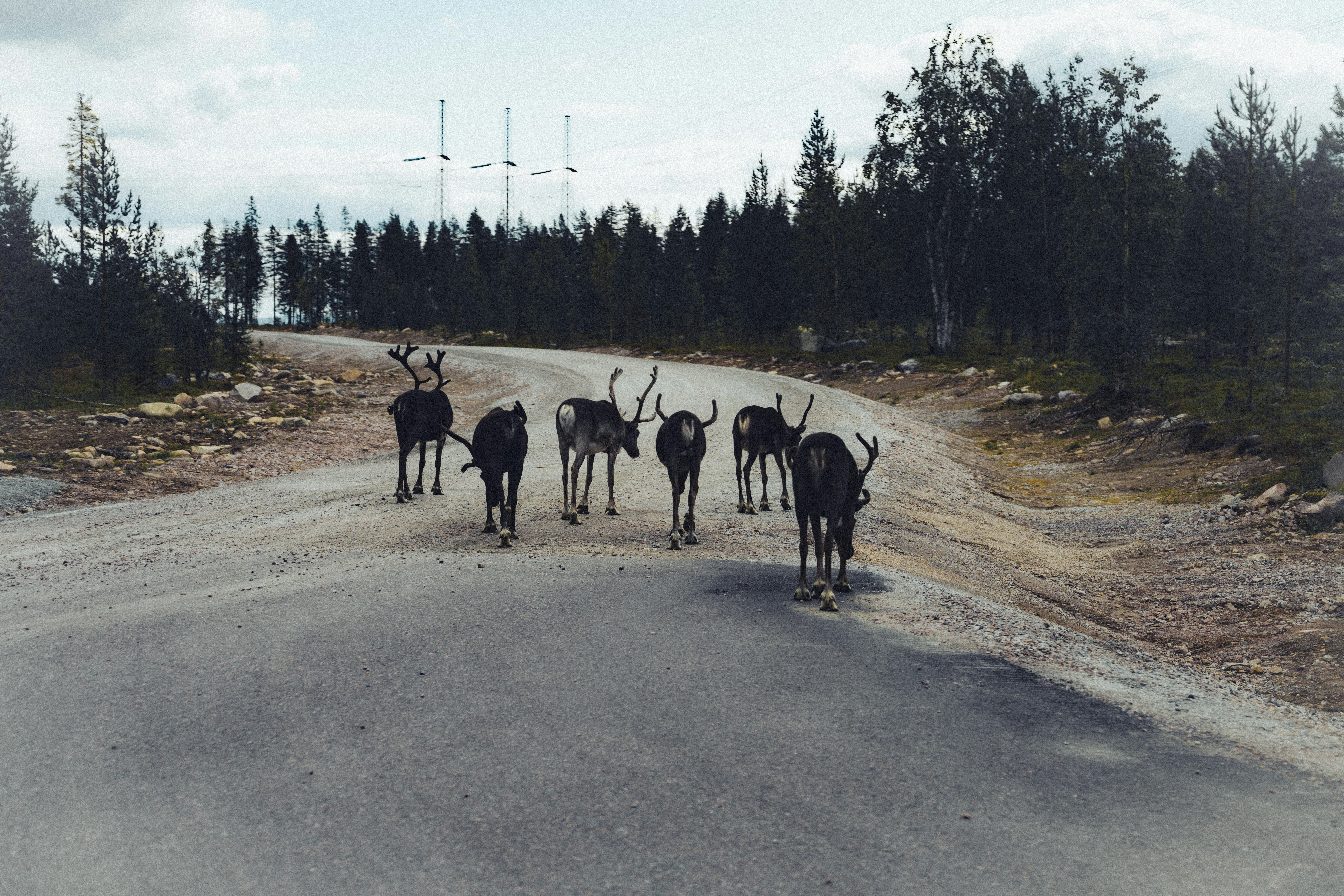 Heralds of the Road: A Small Herd Reclaims the Tarmac