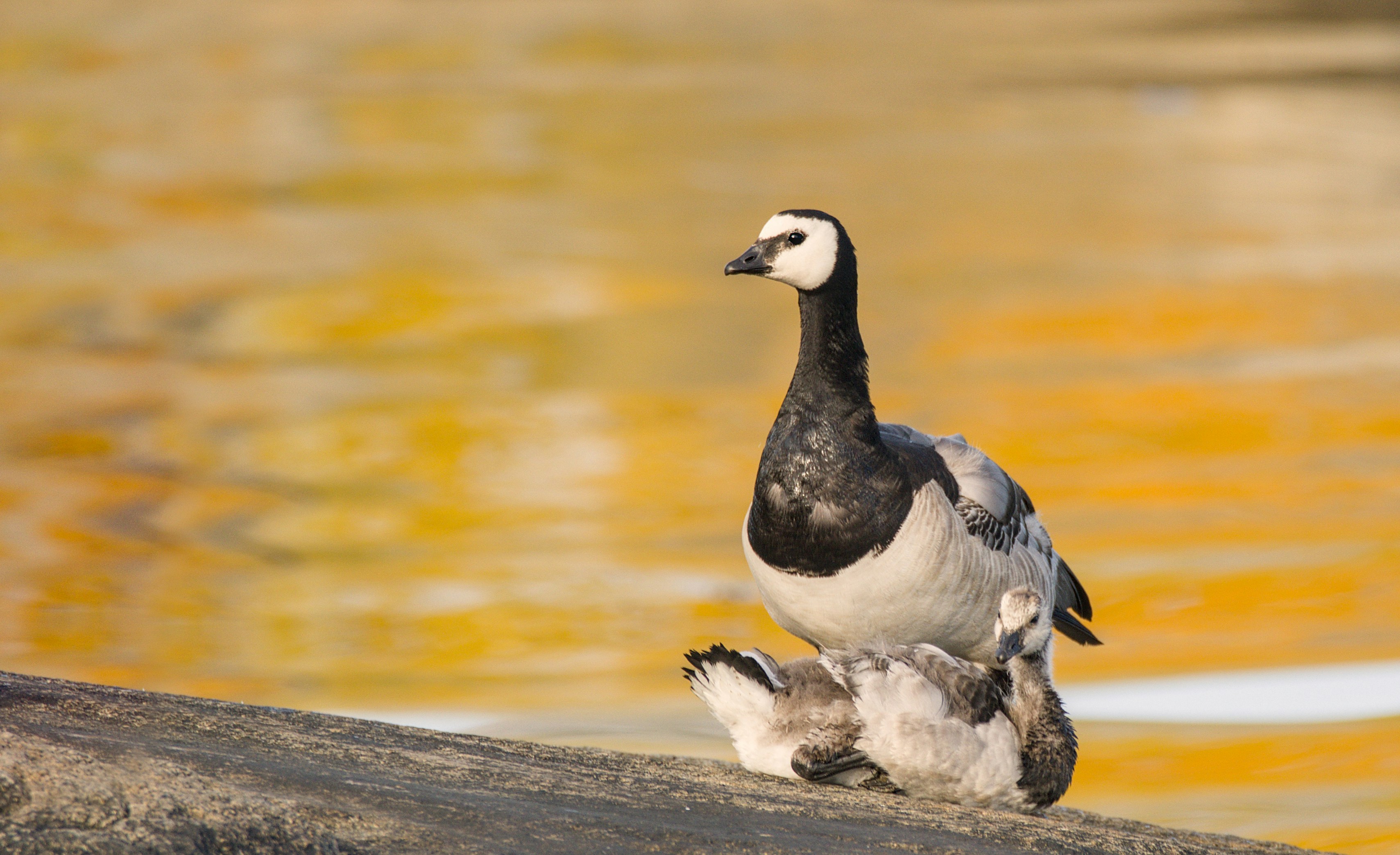 Mother Goose and Chick on a Riverside Ledger
