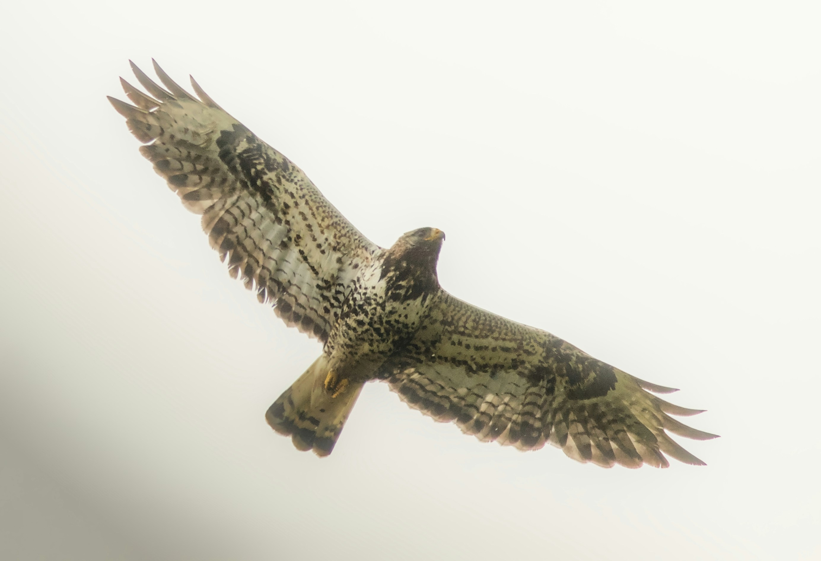 Midflight Gaze: A Red-tailed Hawk Gliding Against the Backlit Sky