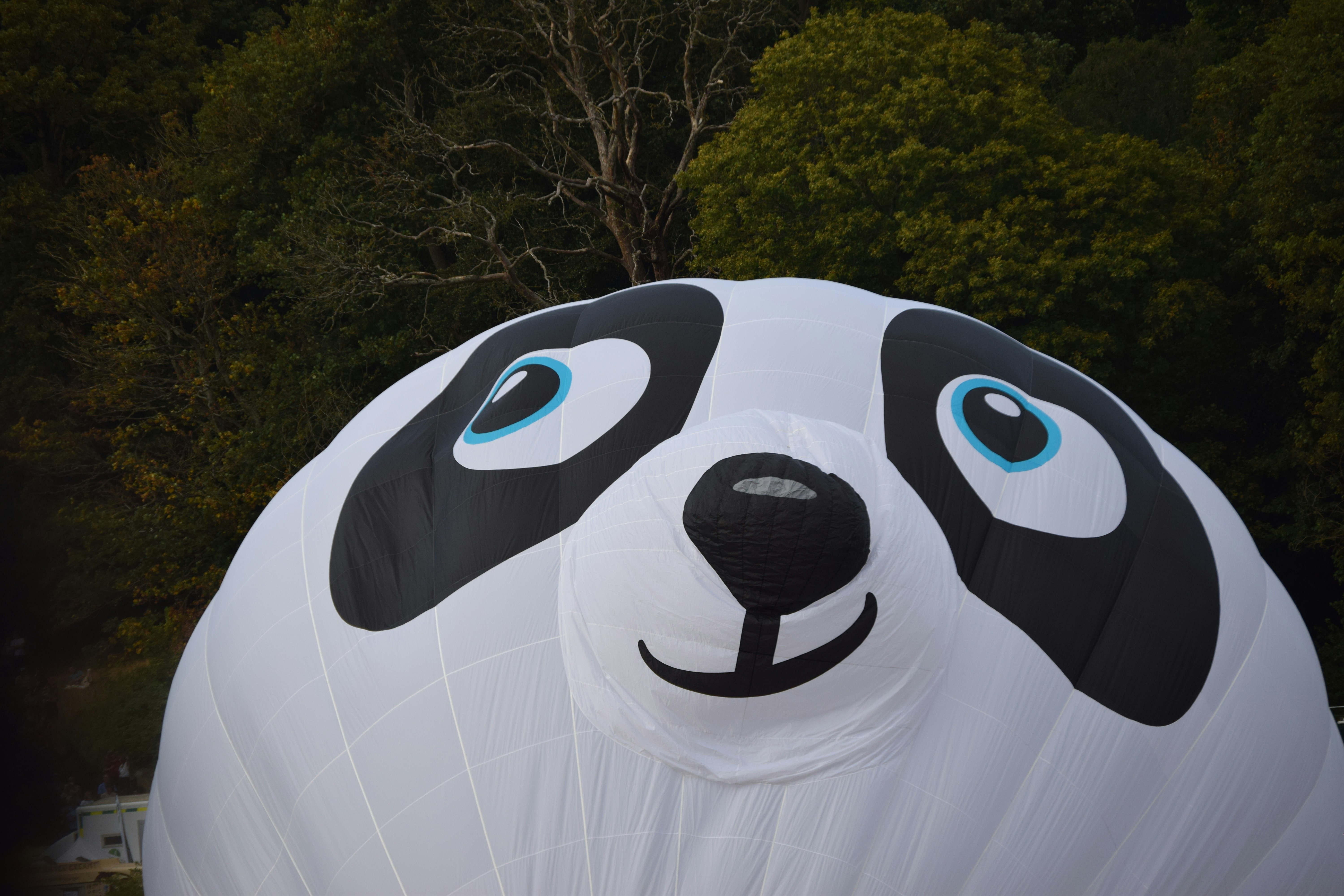 Panda Balloon Gaze Over a Park Canopy