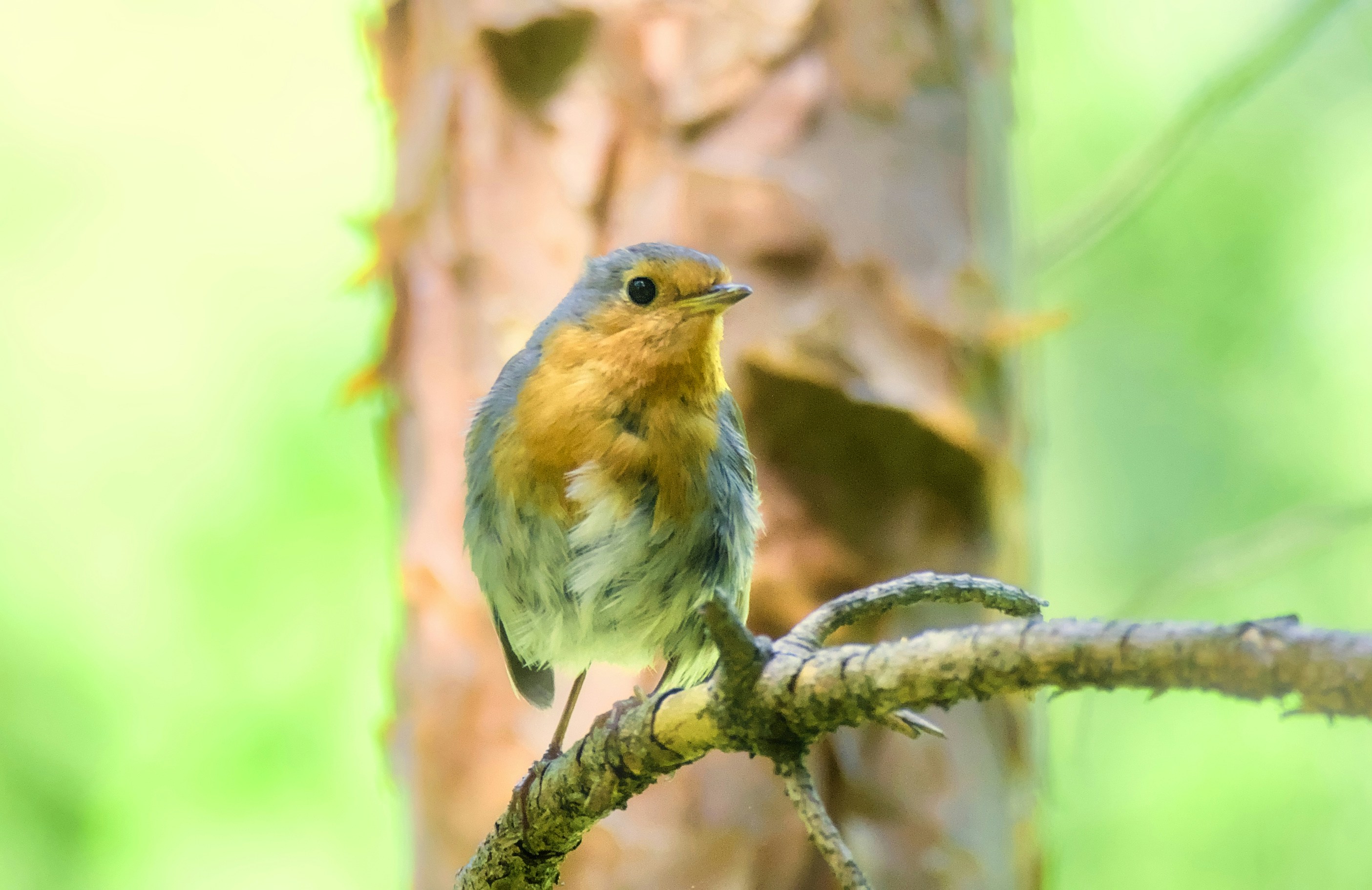 Robin on a Mossy Branch in a Sunlit Green Quiet
