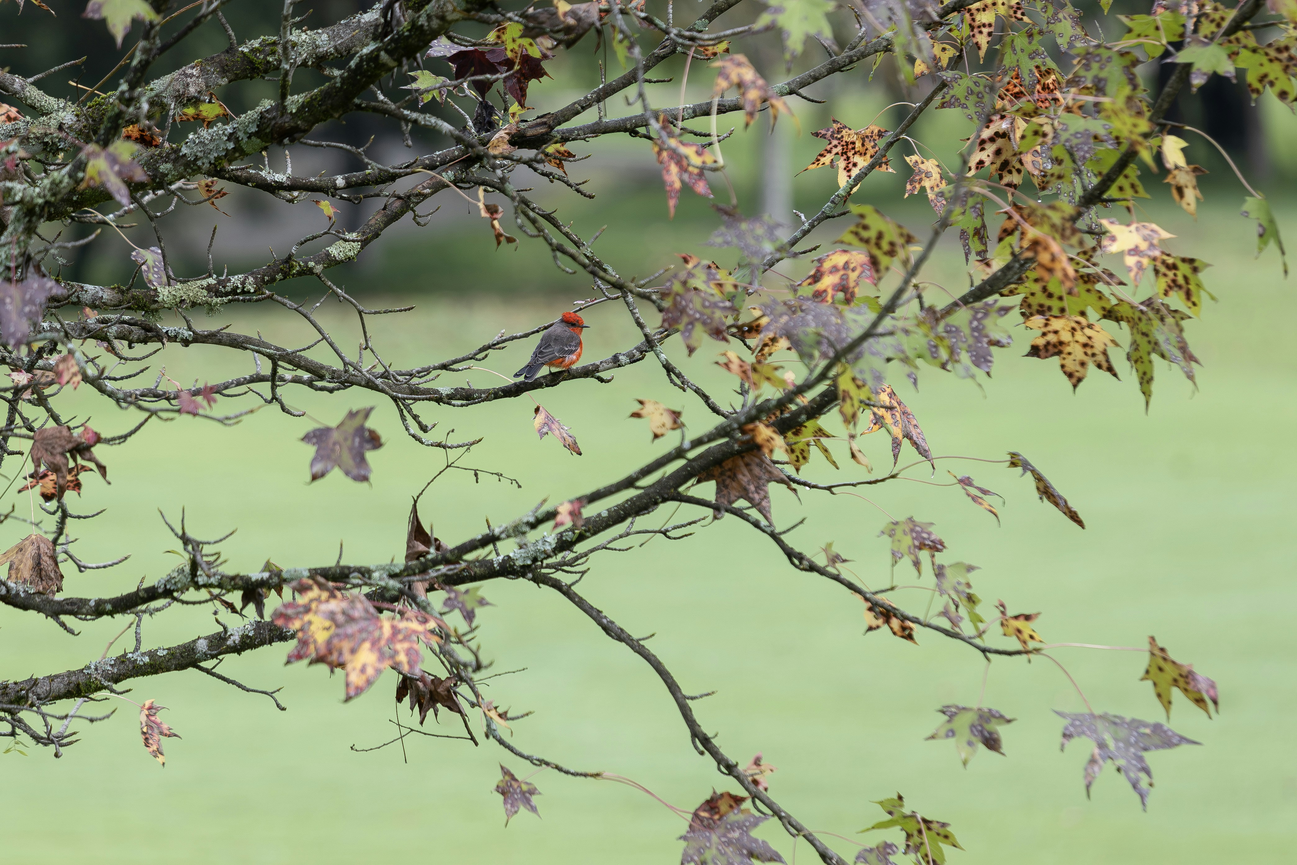 Autumn Branches with a Small Cardinal Hinting at Winter