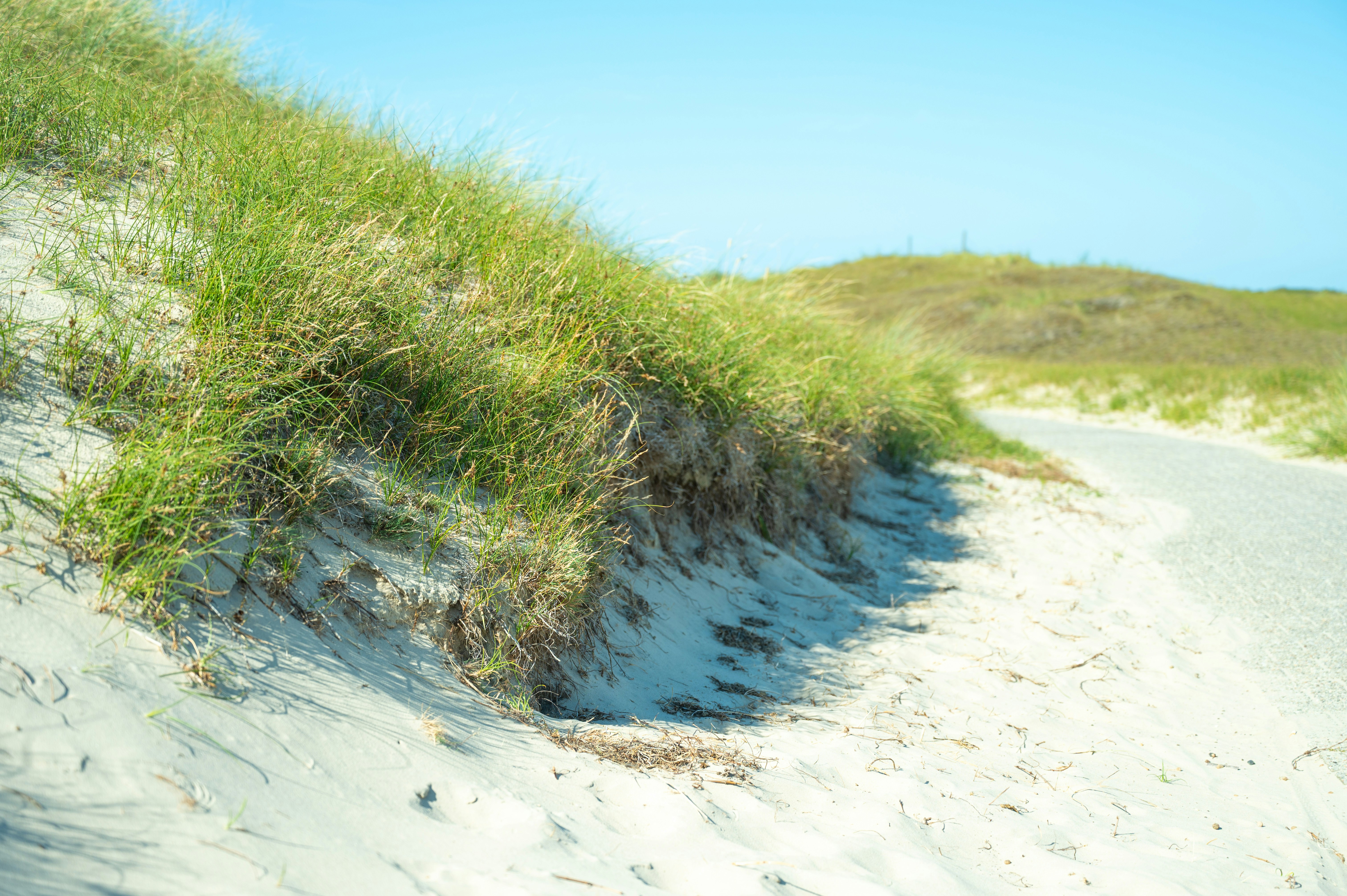 Dune Crest and Coastal Grass Under a Clear Sky