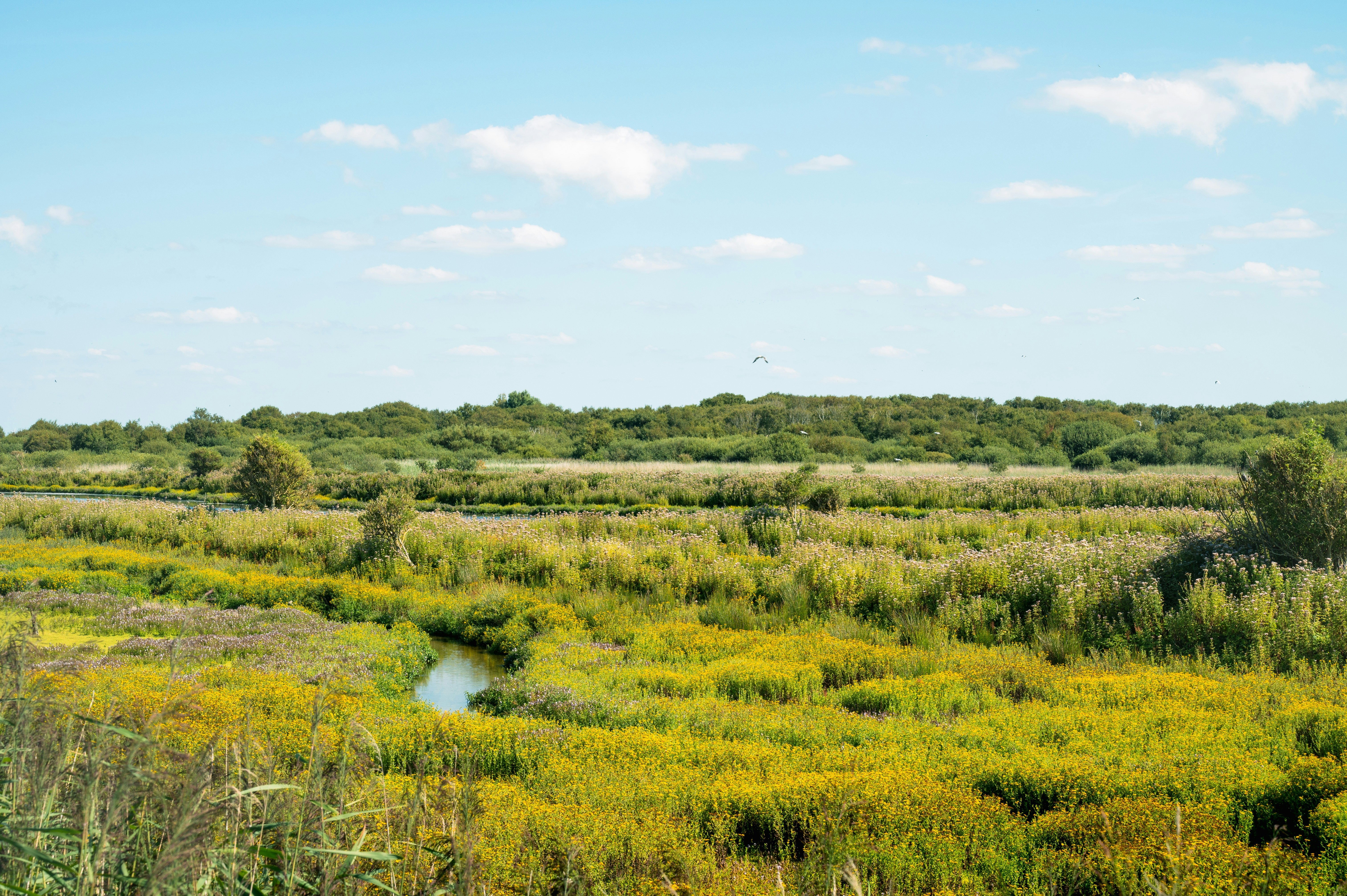 Sunlit Prairie Boundaries: a ribbon of wildflowers and water