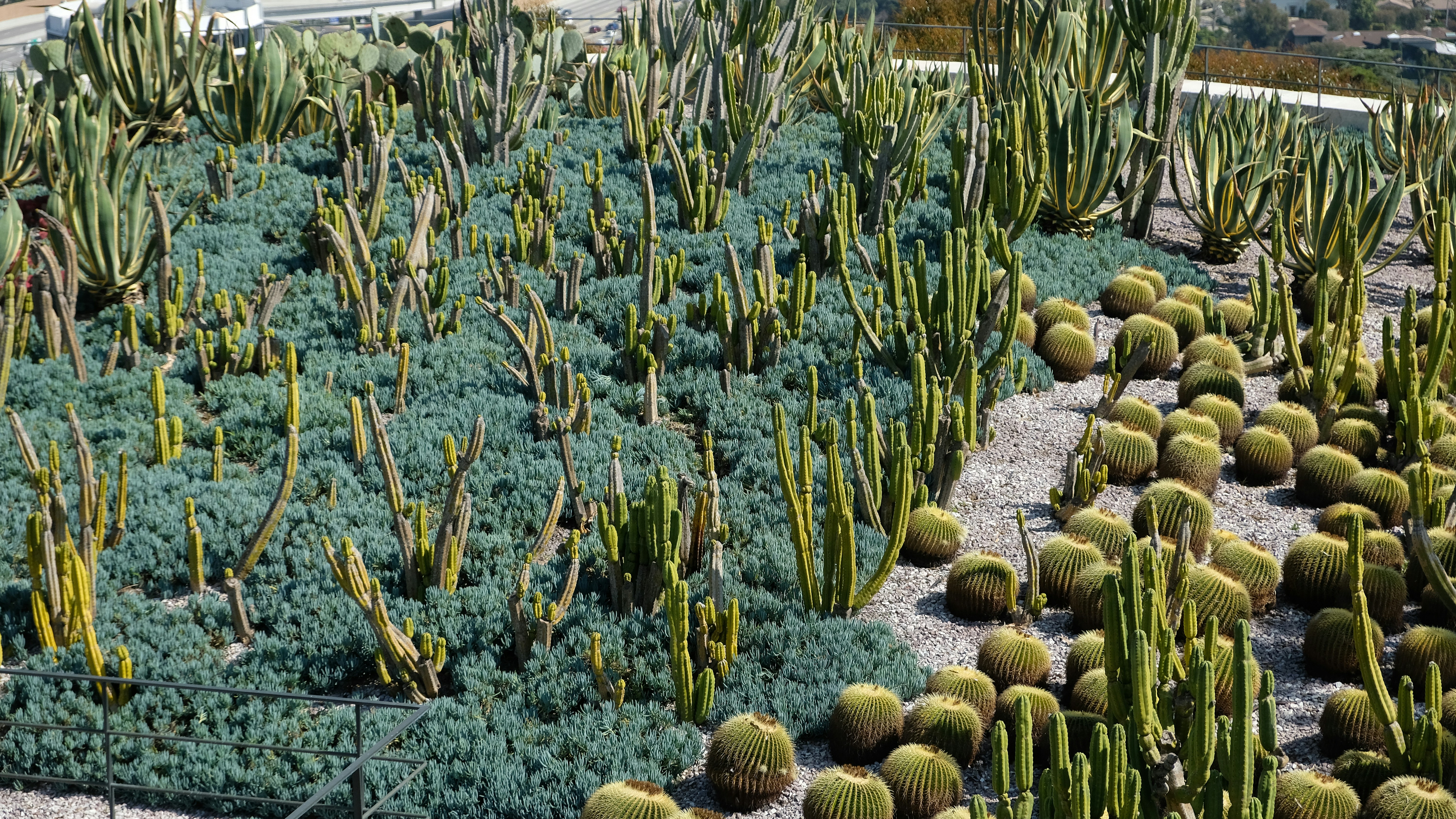 Desert Carpet of Barrel Cacti and Groundcover