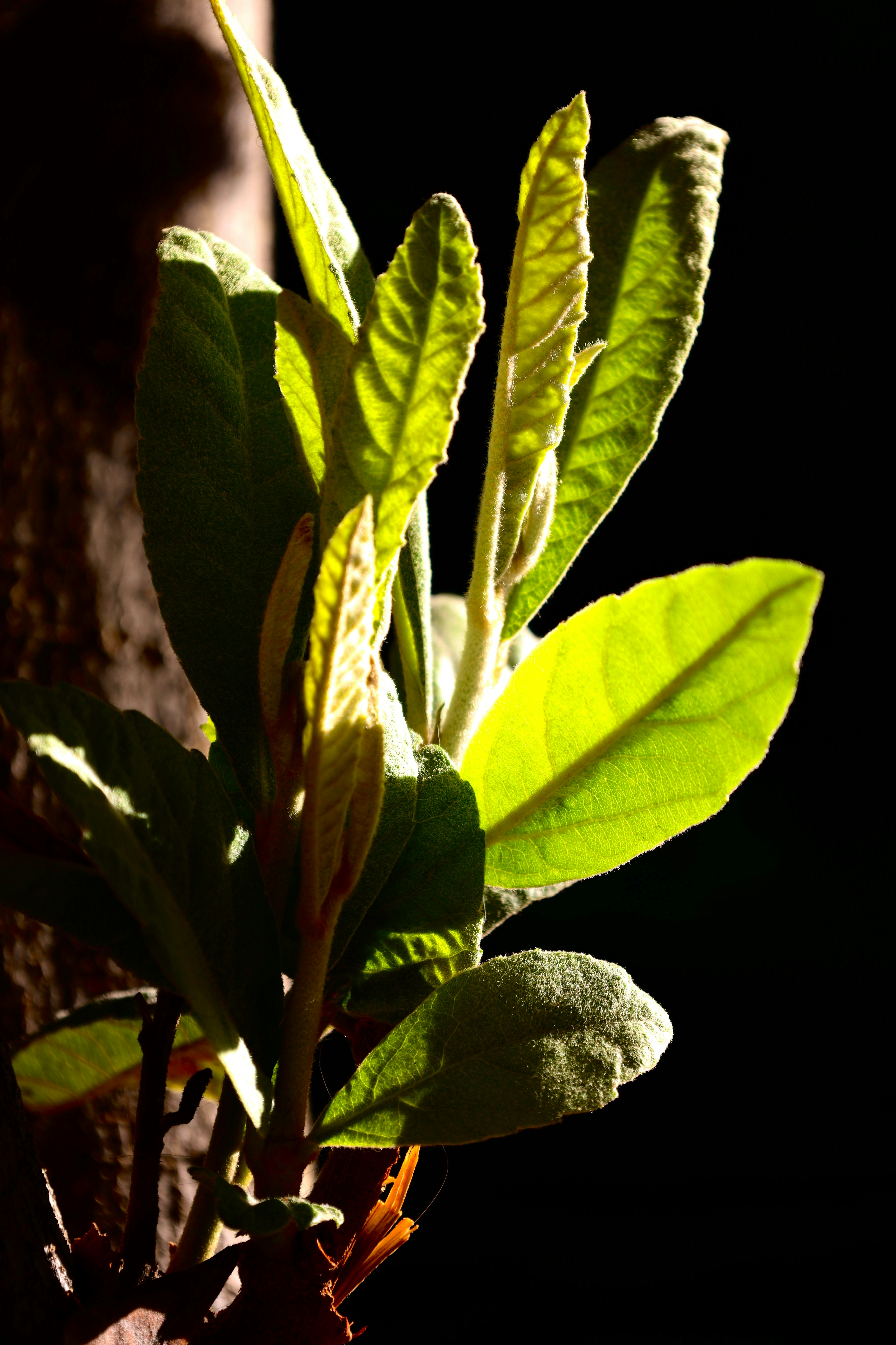 Sunlit Sprouts: Emerging Leaves Against a Velvet Shadow