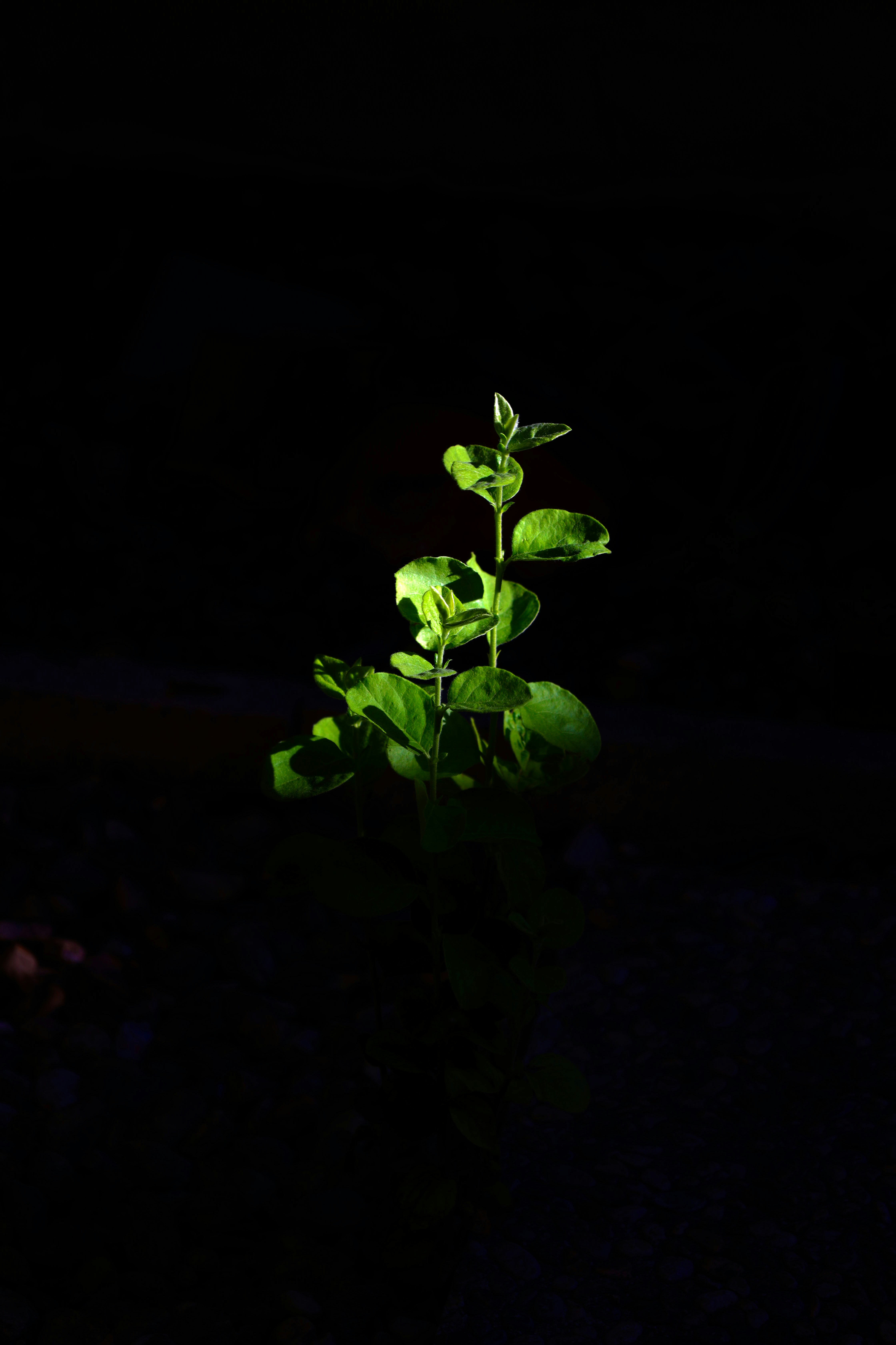 Lone Green Sprout Reaching from the Dark