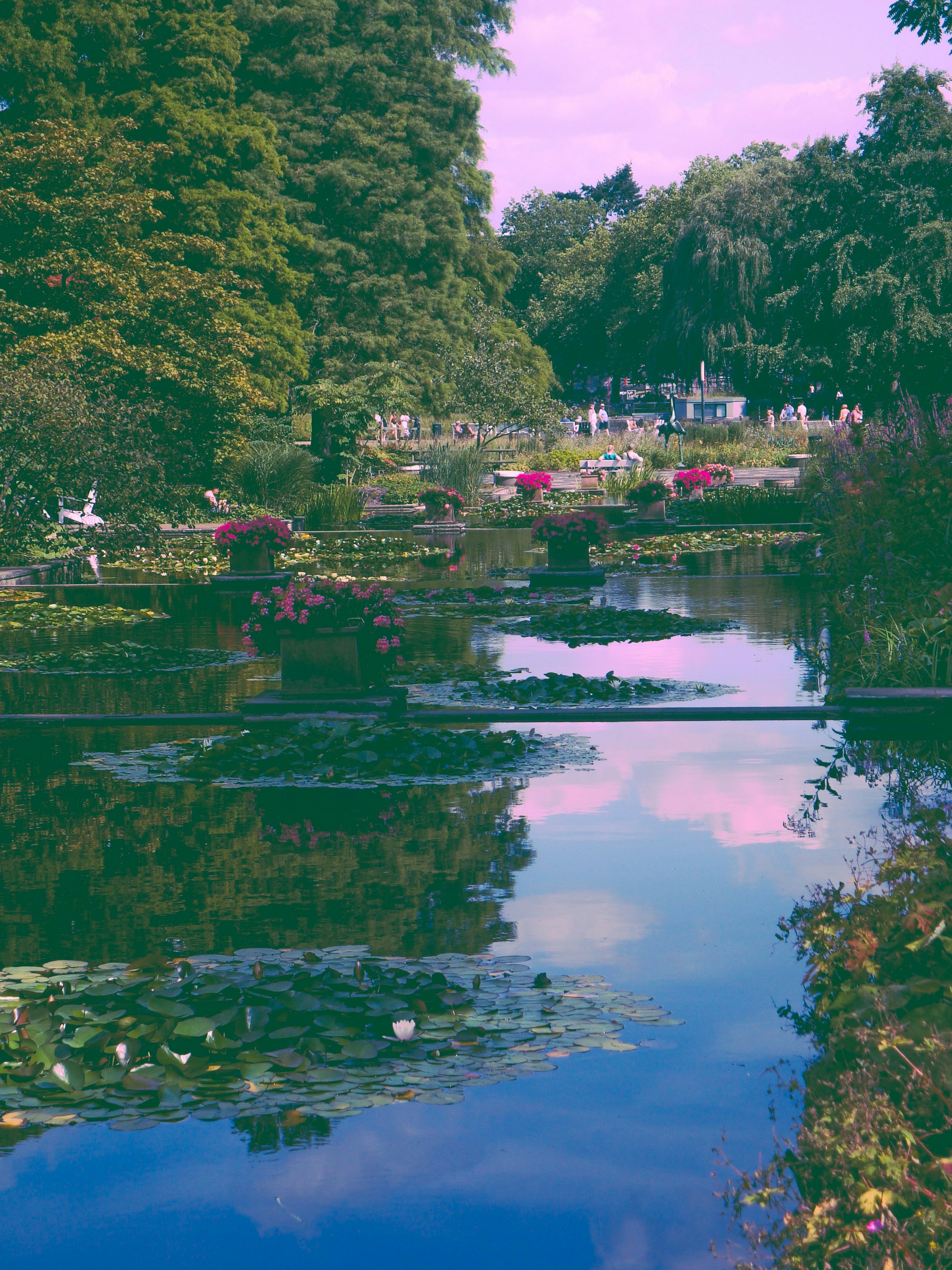 Botanical Mirror: A Serene Park Pond Framed by Blooming Vessels