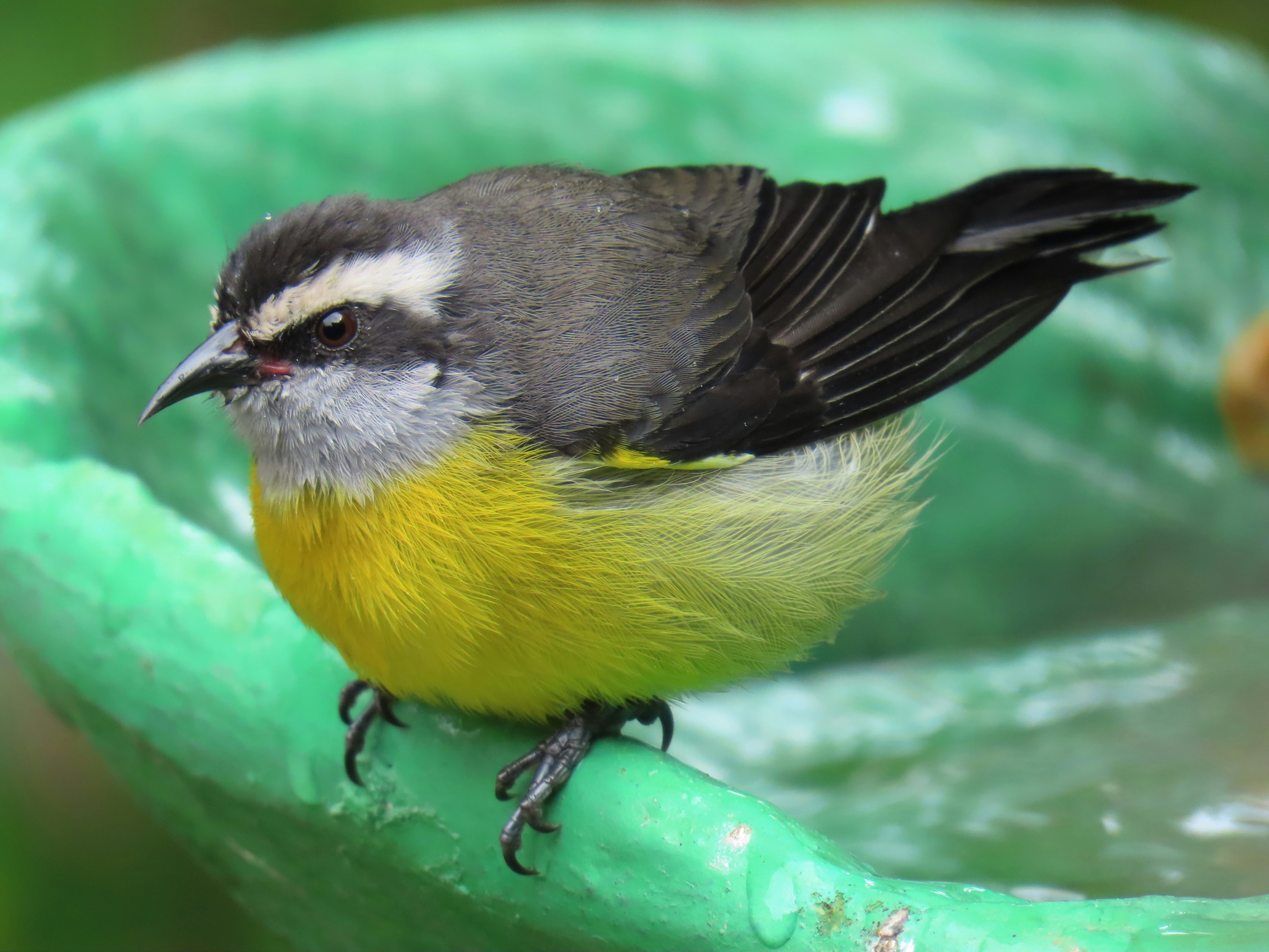 Yellow-bellied Warbler on a Green Perch