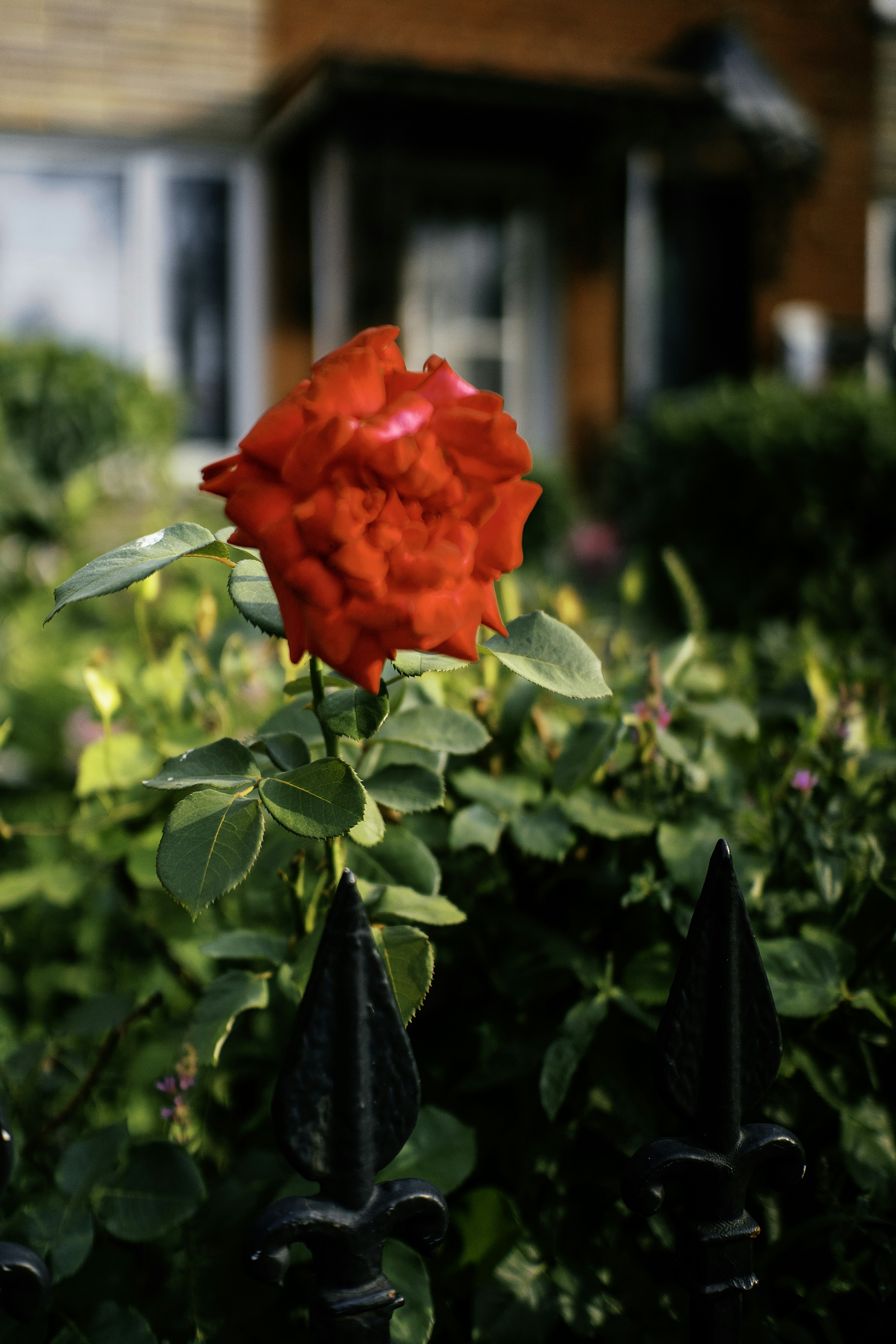 Crimson Rose Against a Wrought Iron Frame