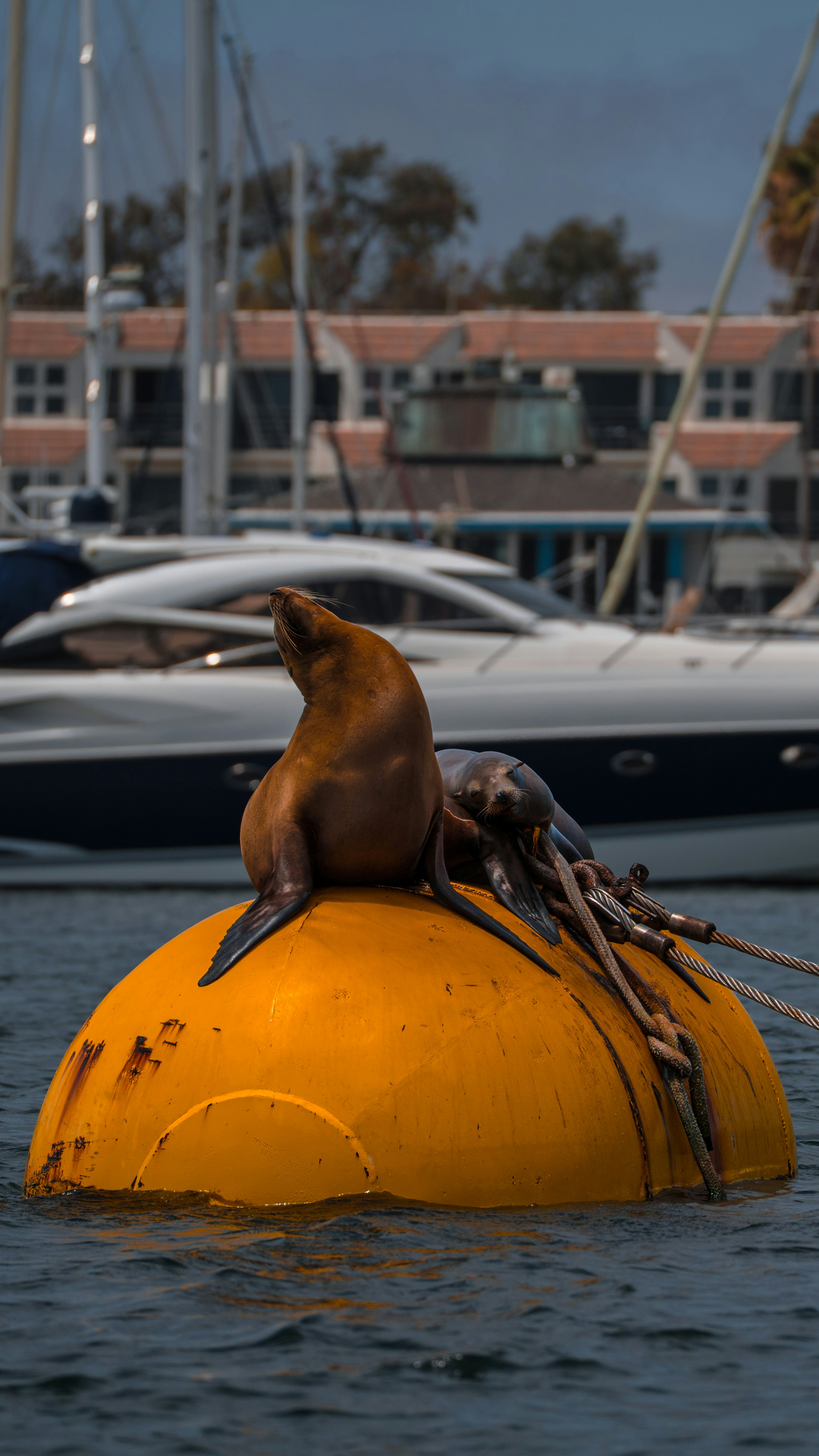 Sealing the Moment: Sea Lions on a Neon Buoy in Marina Light